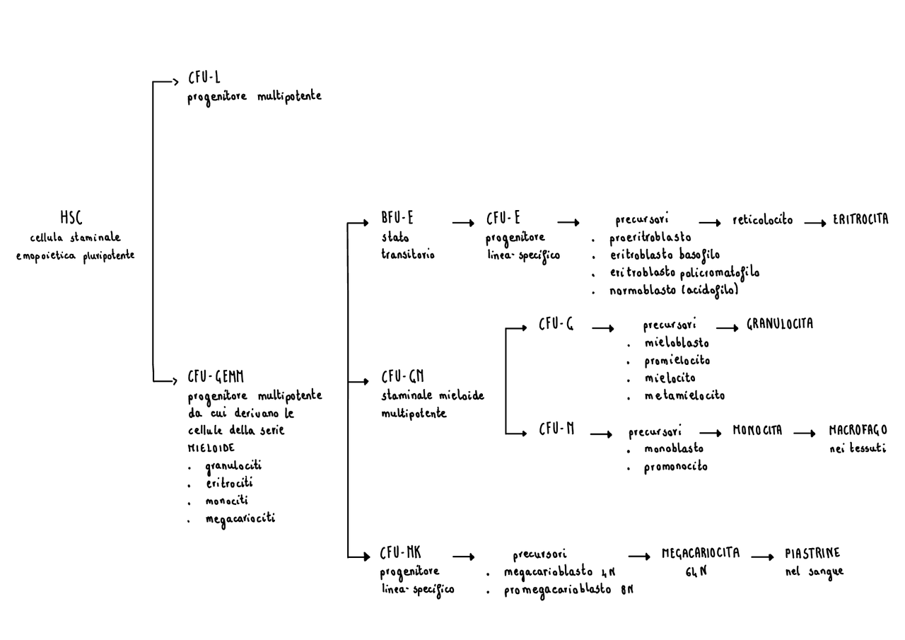 Schema Emopoiesi - Istologia - Docsity