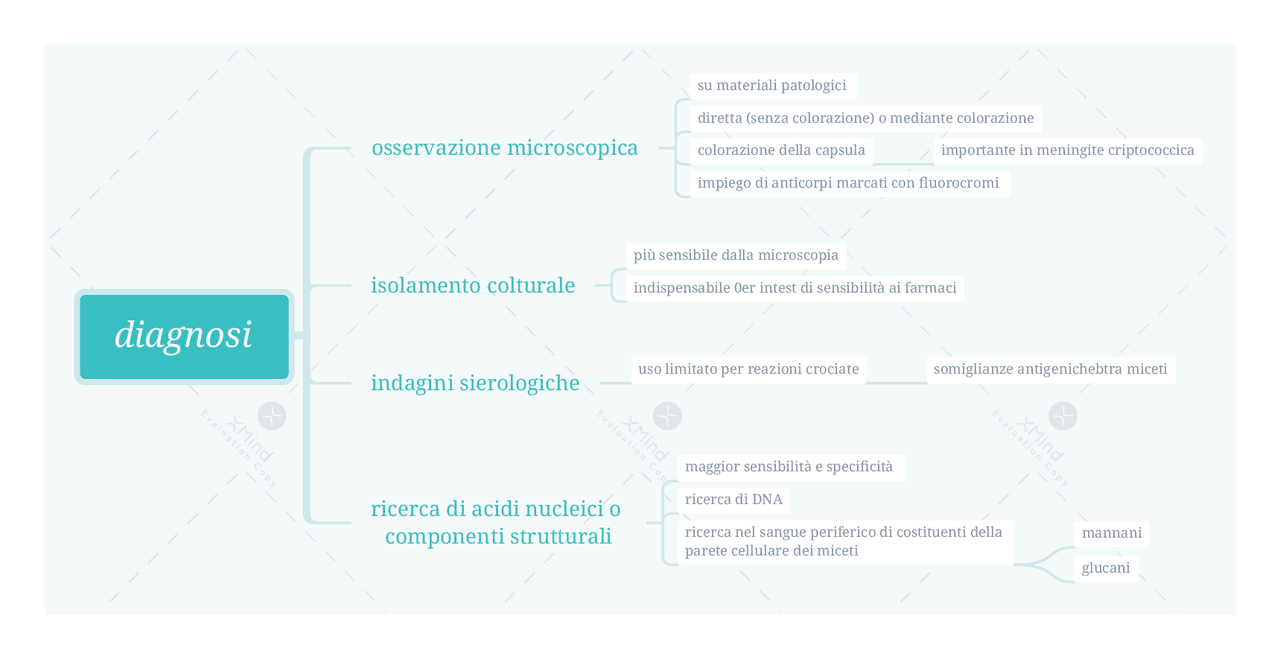 Schema Diagnosi Dei Funghi Schemi E Mappe Concettuali Di Micologia