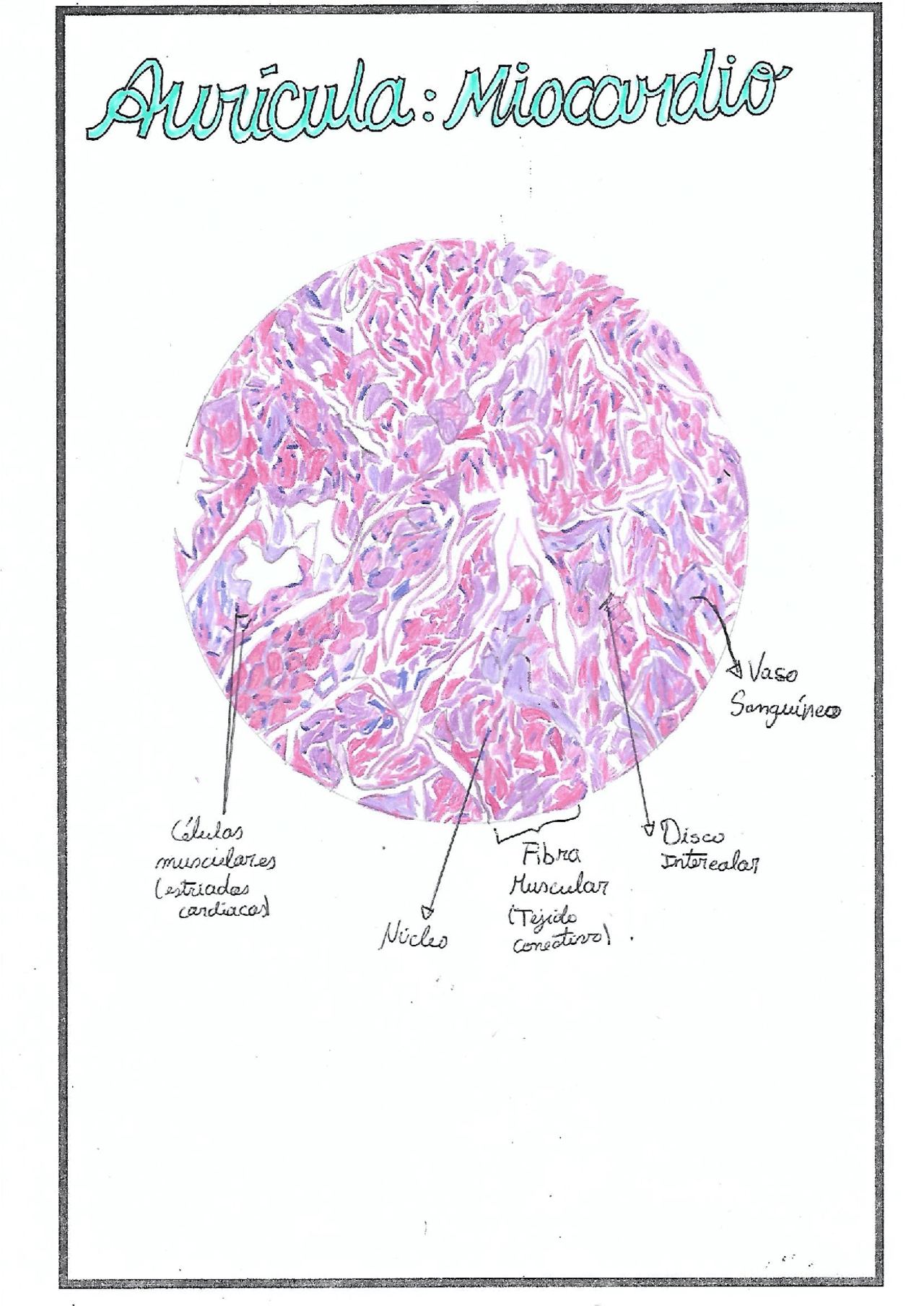 Laminas histologicas del corazon | Apuntes de Histología | Docsity