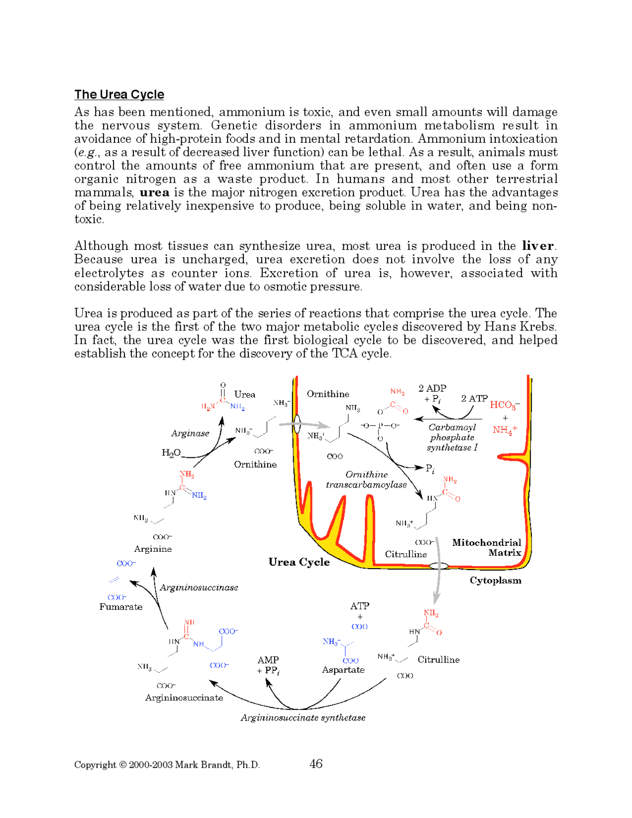 Urea cycle lecture notes - Docsity