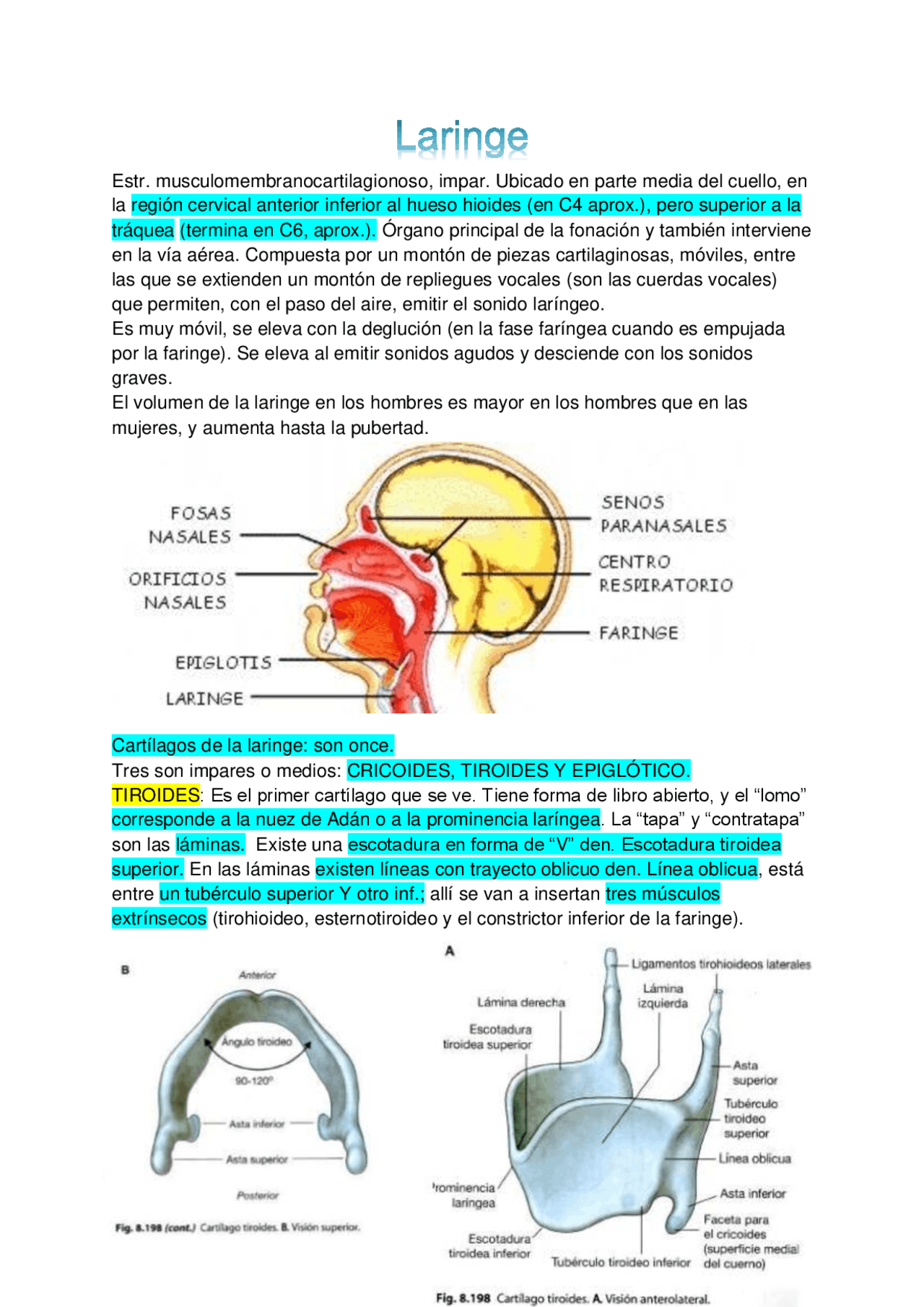 Apuntes sobre la la laringe y sus cartílagos. | Apuntes de Biología ...