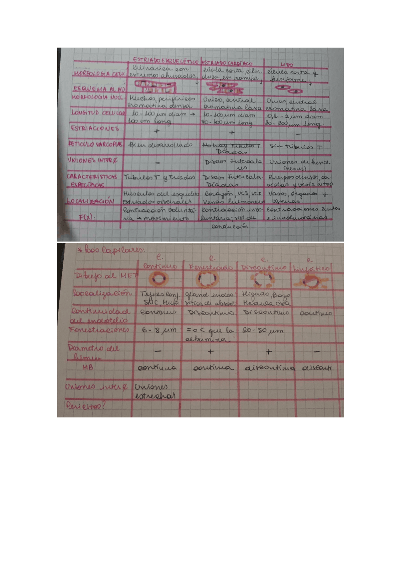 Histologia Tabla Músculo y Capilares | Esquemas y mapas conceptuales de ...