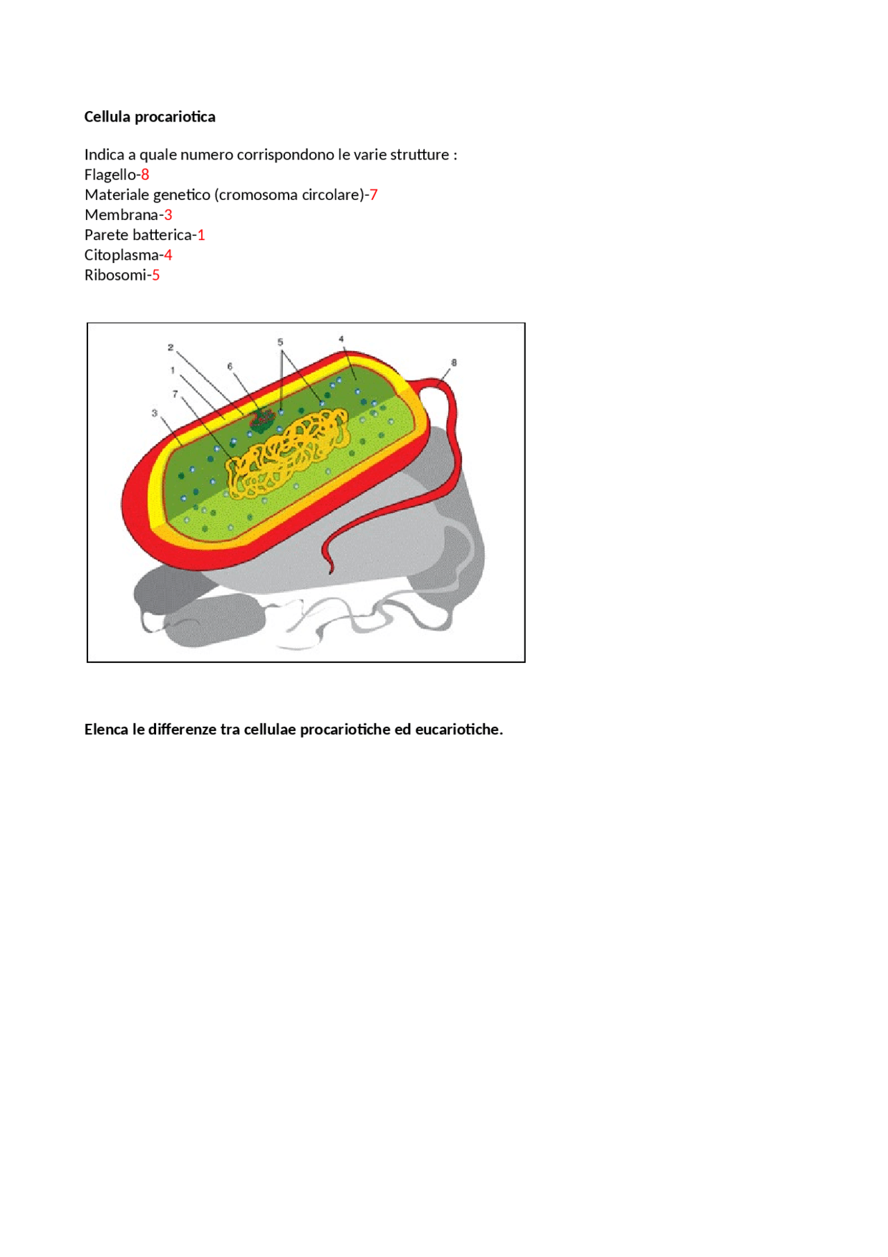 Cellule Eucariote Sintesi In Breve Docsity