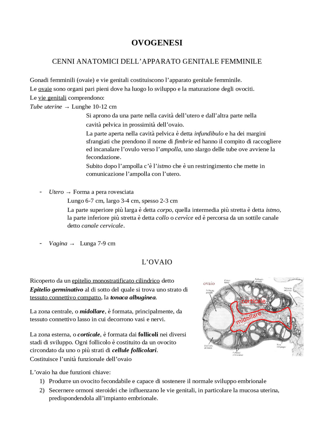 Ovogenesi - De Felici Riassunto - Docsity