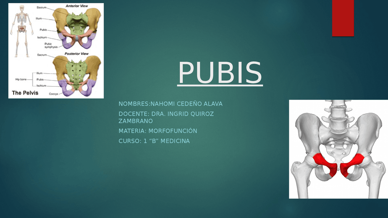 Pubis Morfofuncion . - Docsity