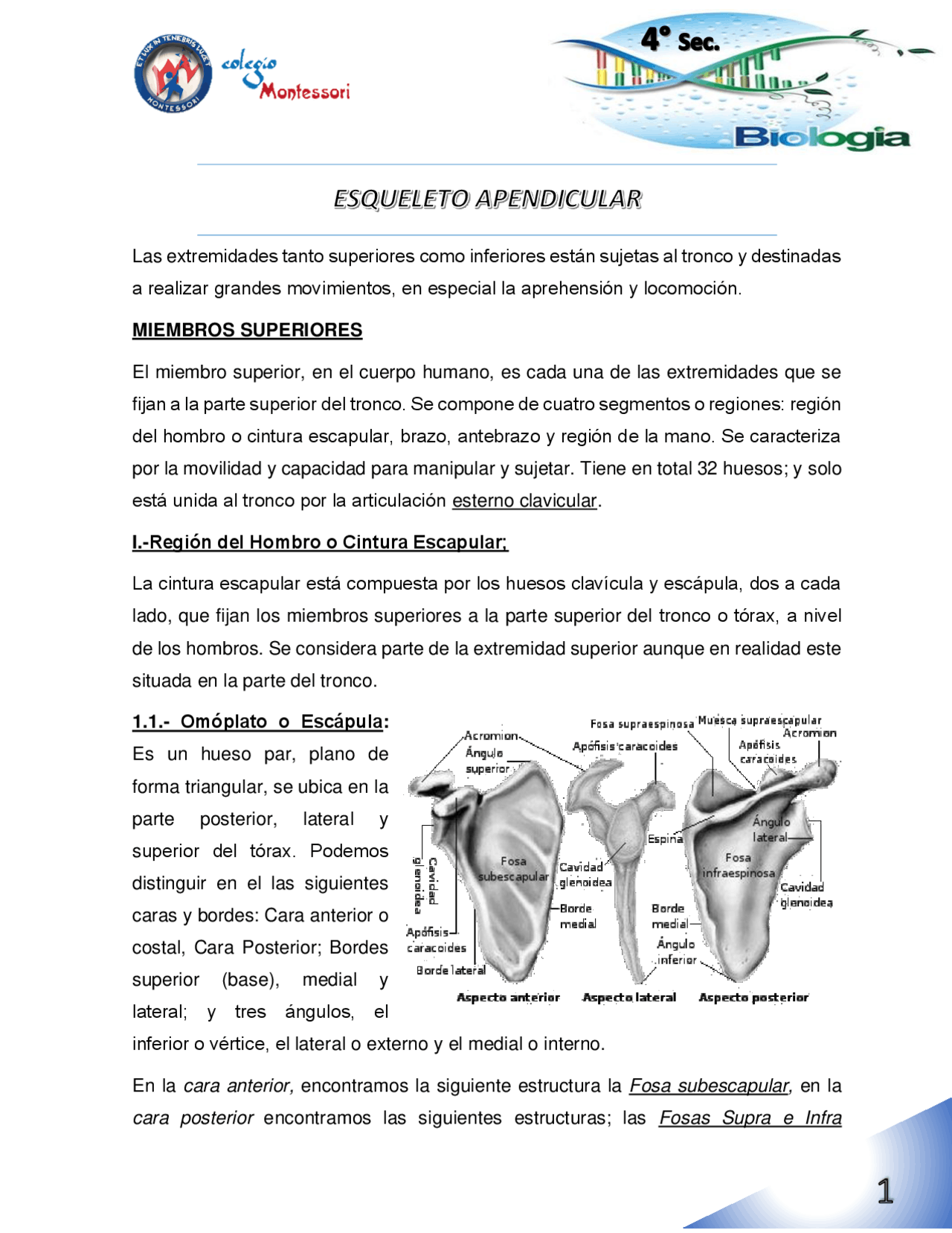Esqueleto apendicular - Docsity