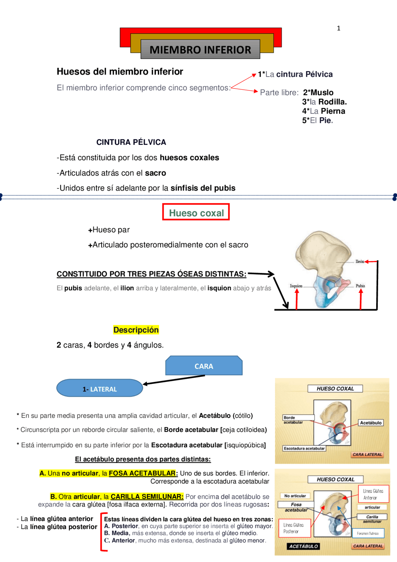 Huesos Y Músculos De Miembro Inferior Resúmenes De Anatomía Docsity