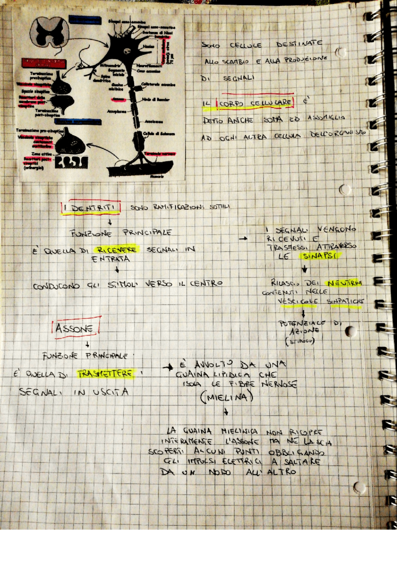Parte Due Del Sistema Nervoso Docsity