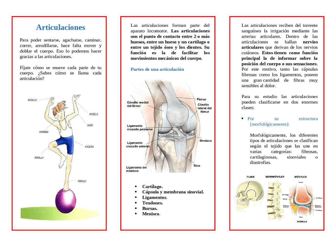Hoja De Trabajo Sobre Tipos De Articulaciones Oswer Villegas