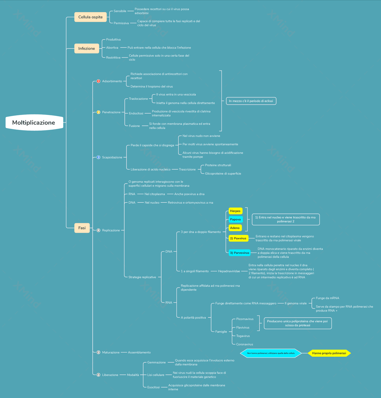 Schema Moltiplicazione Virus Docsity