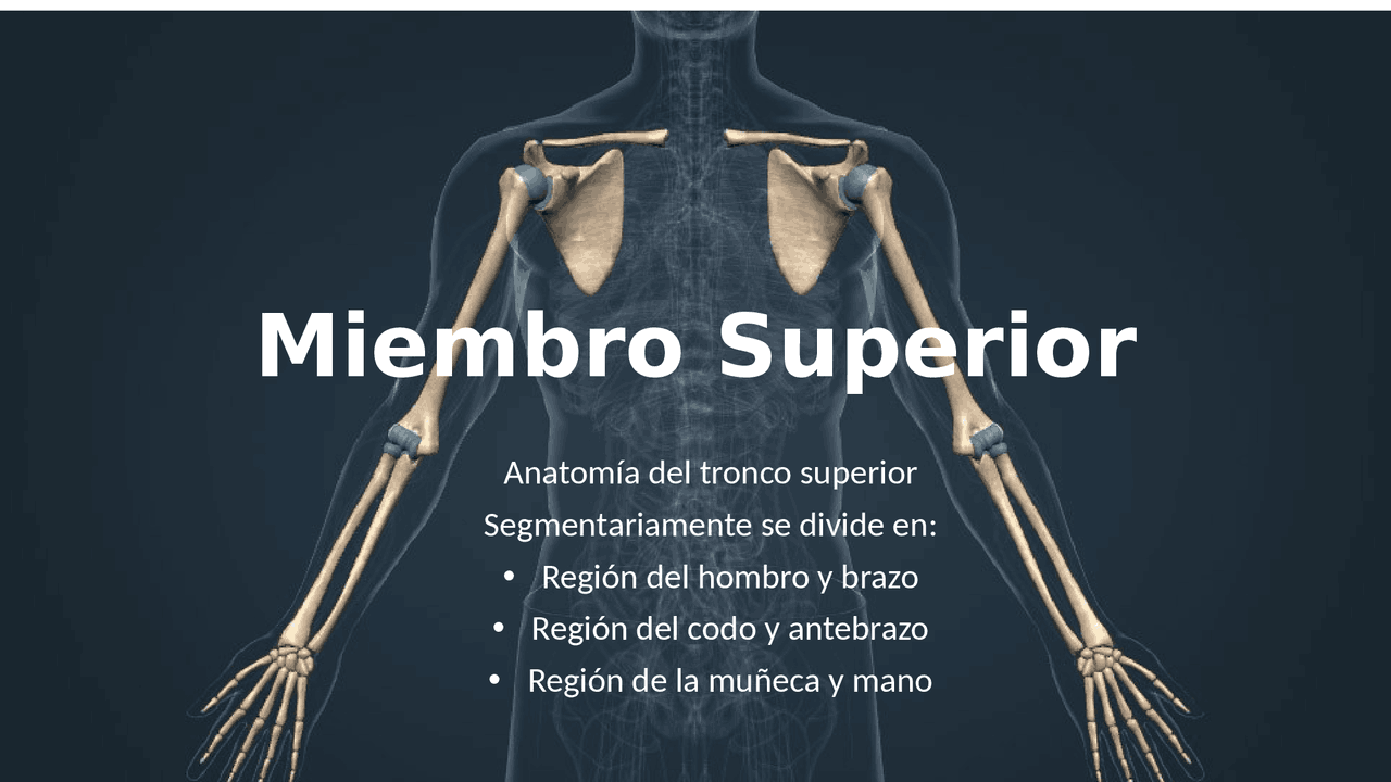 PPT Miembro Superior (Resumen) | Resúmenes de Anatomía - Docsity