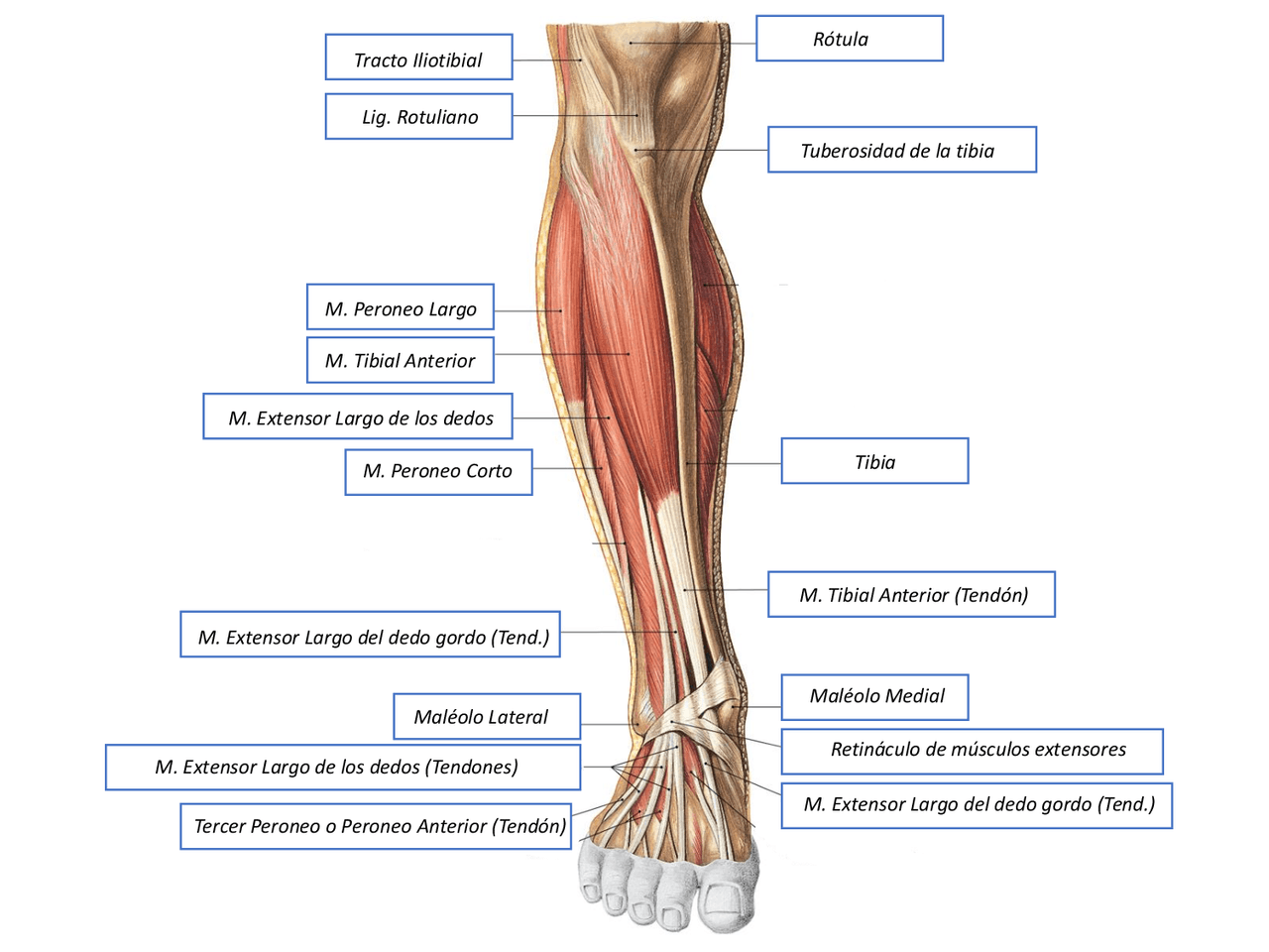 Flexores dorsales y peroneos resolucion | Ejercicios de Fisioterapia ...