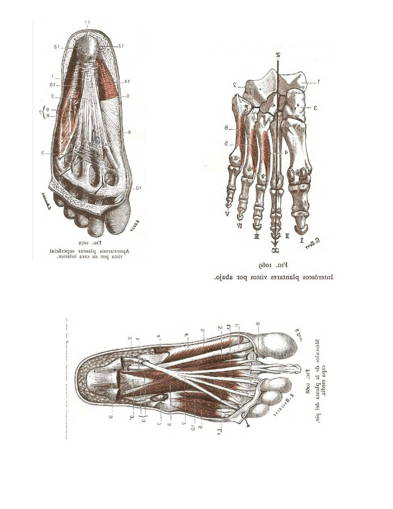 Imagenes del pie del libro de anatomia - Docsity