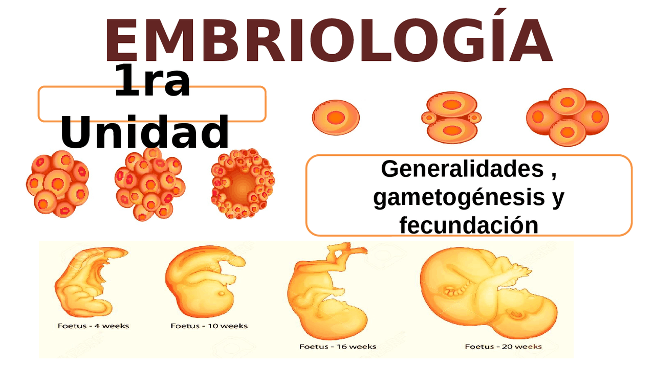 GENERALIDADES DE EMBRIOLOGÍA | Diapositivas de Medicina | Docsity