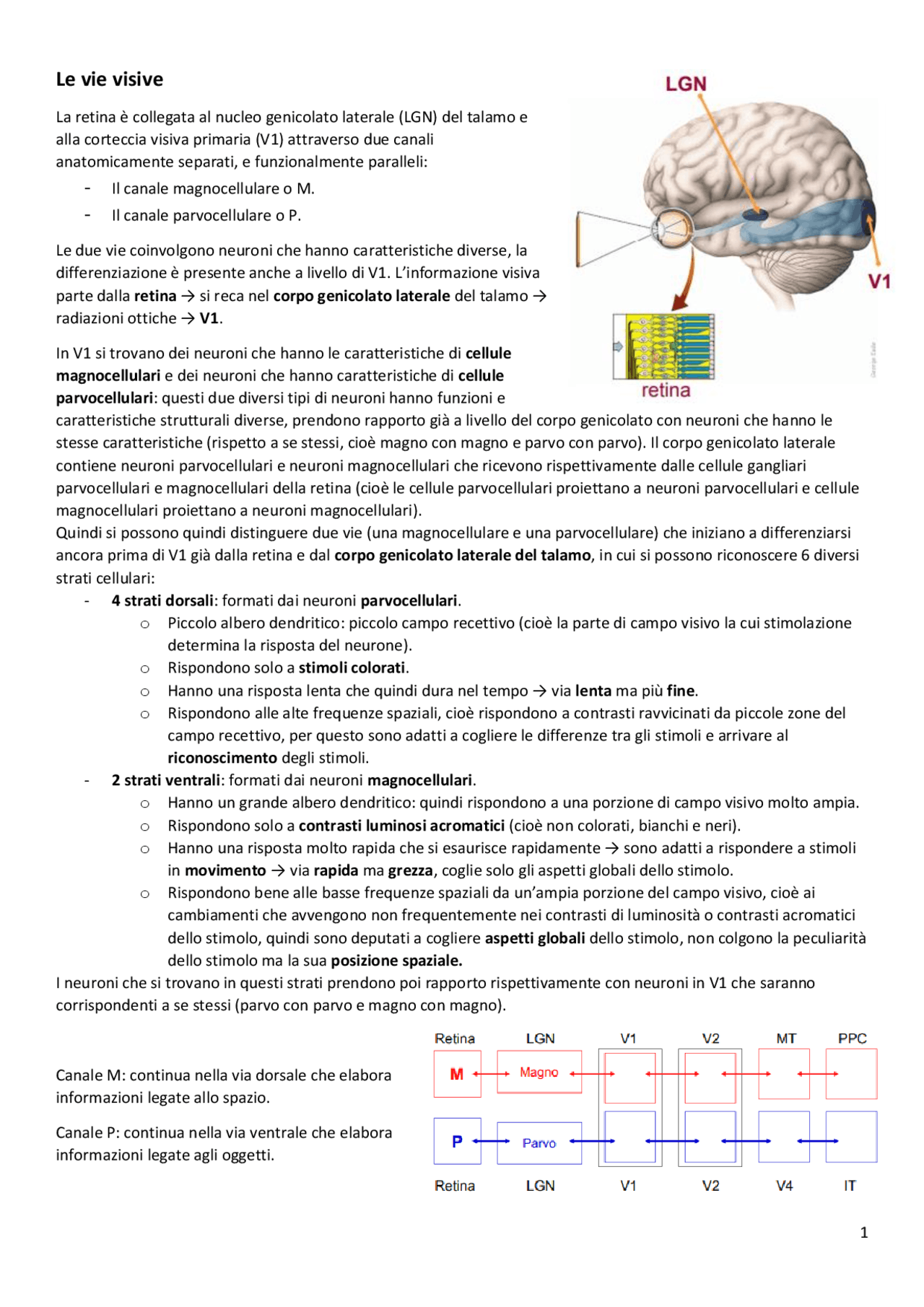 Neuroscienze Cognitive E Sociali Prof Frassinetti 2020 Scienze E