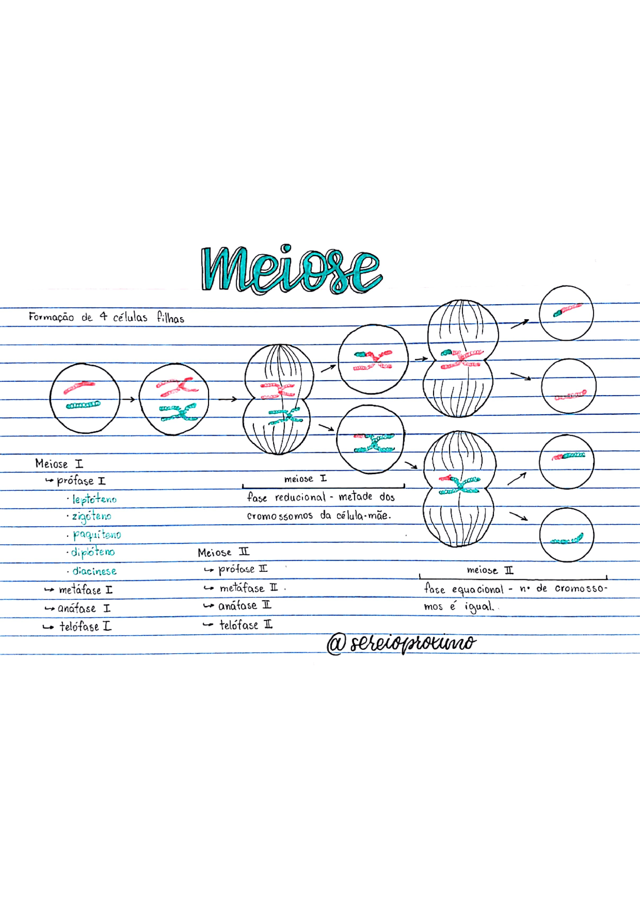 Divisão Celular - Fases da Meiose - Docsity