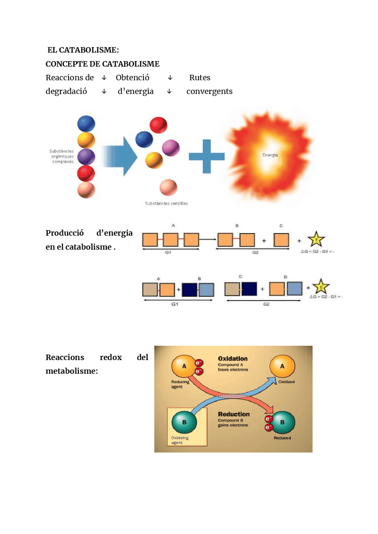 Catabolismo (intro. al metabolismo) - Docsity