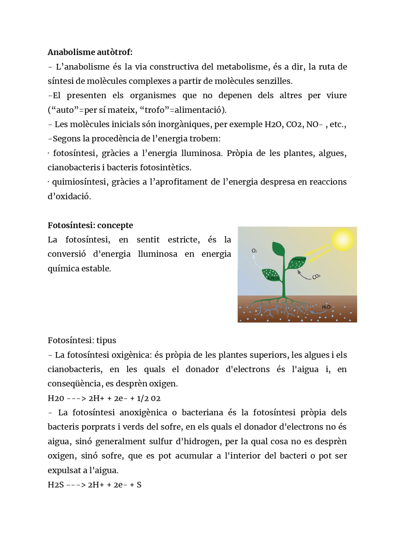 Anabolisme Intro Al Metabolismo Docsity