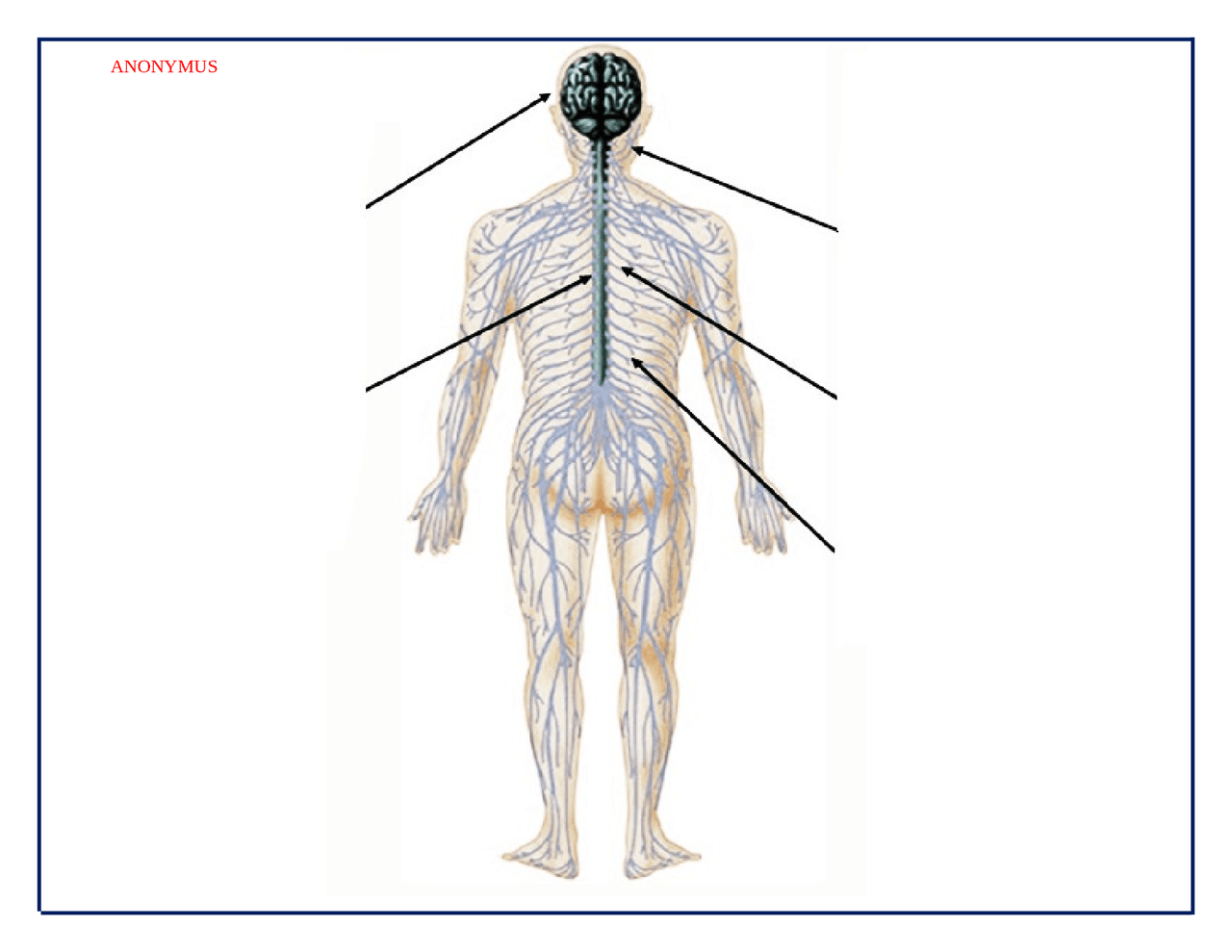 SISTEMA NERVIOSO DEL CUERPO HUMANO | Apuntes de Anatomía - Docsity