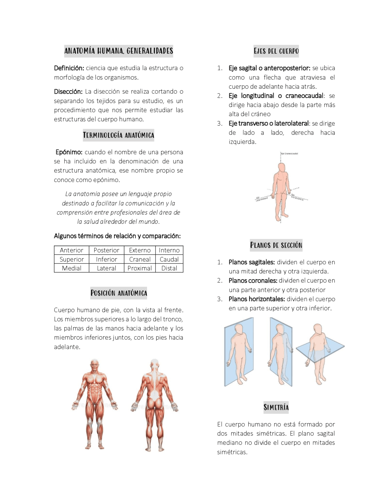 Definir Proximal En Anatomía