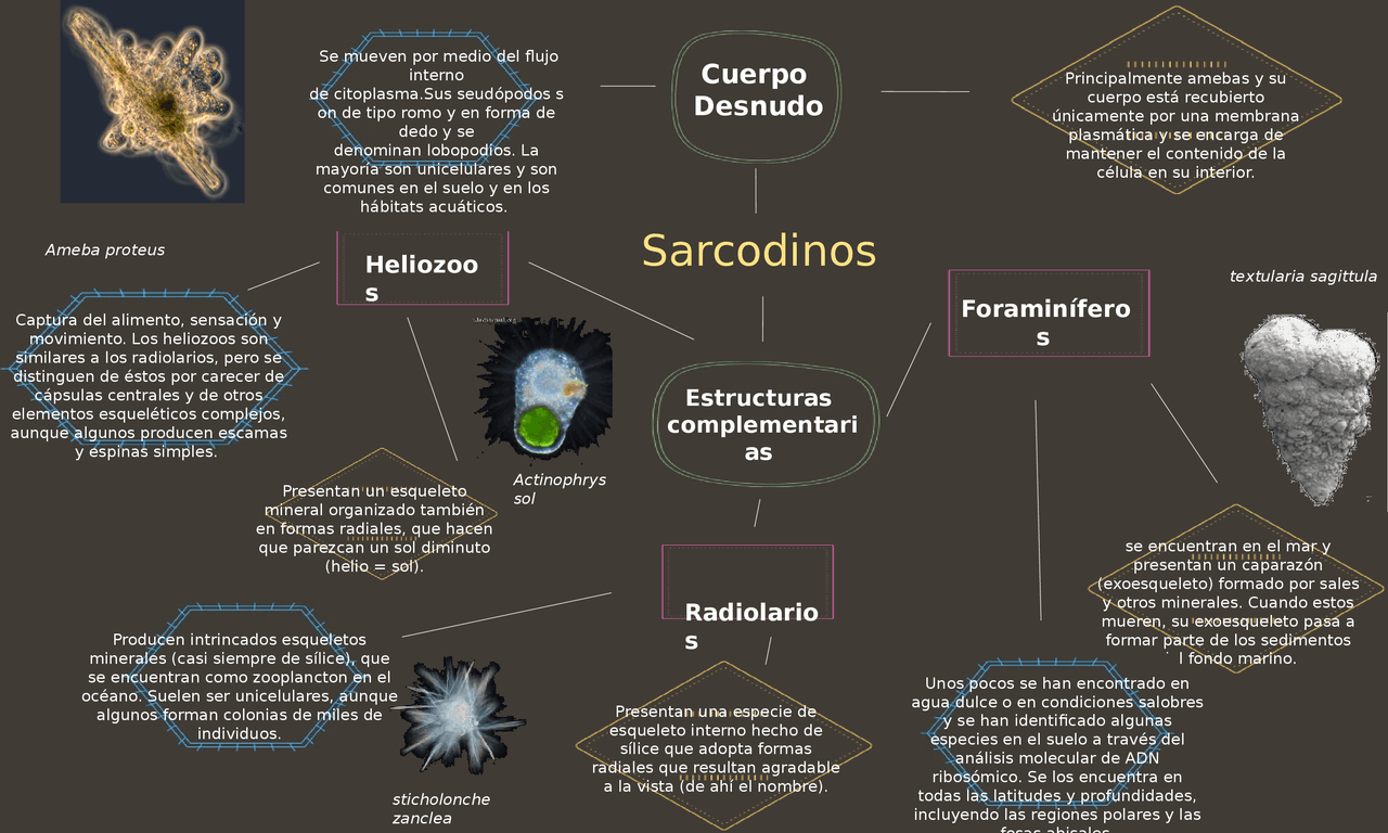 Mapa mental de Sarcodinos - Docsity
