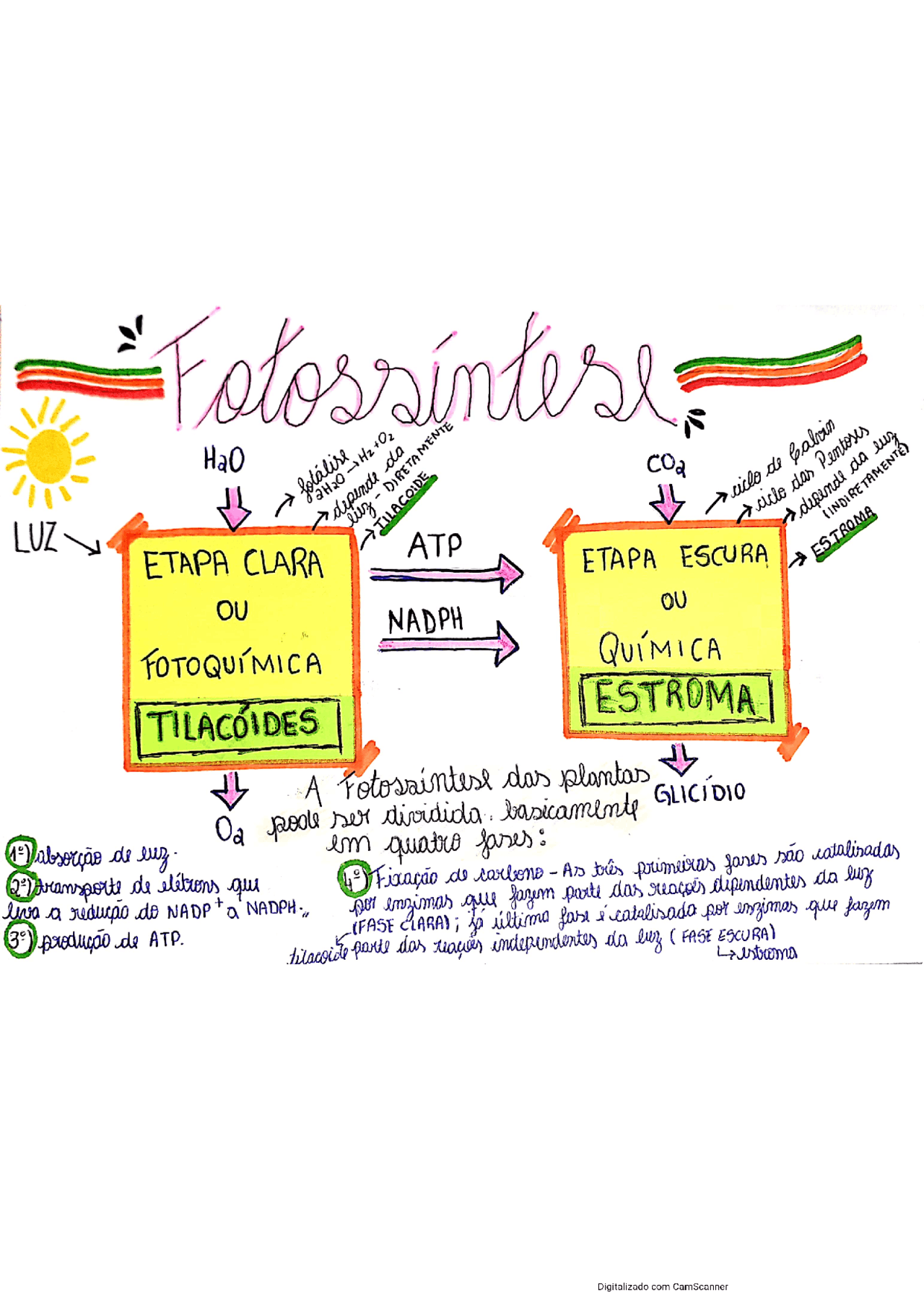 Resumo de Fotossíntese - Docsity