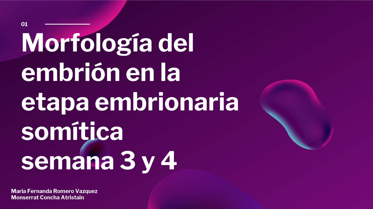 Embriología Semana 3 Y 4 Docsity