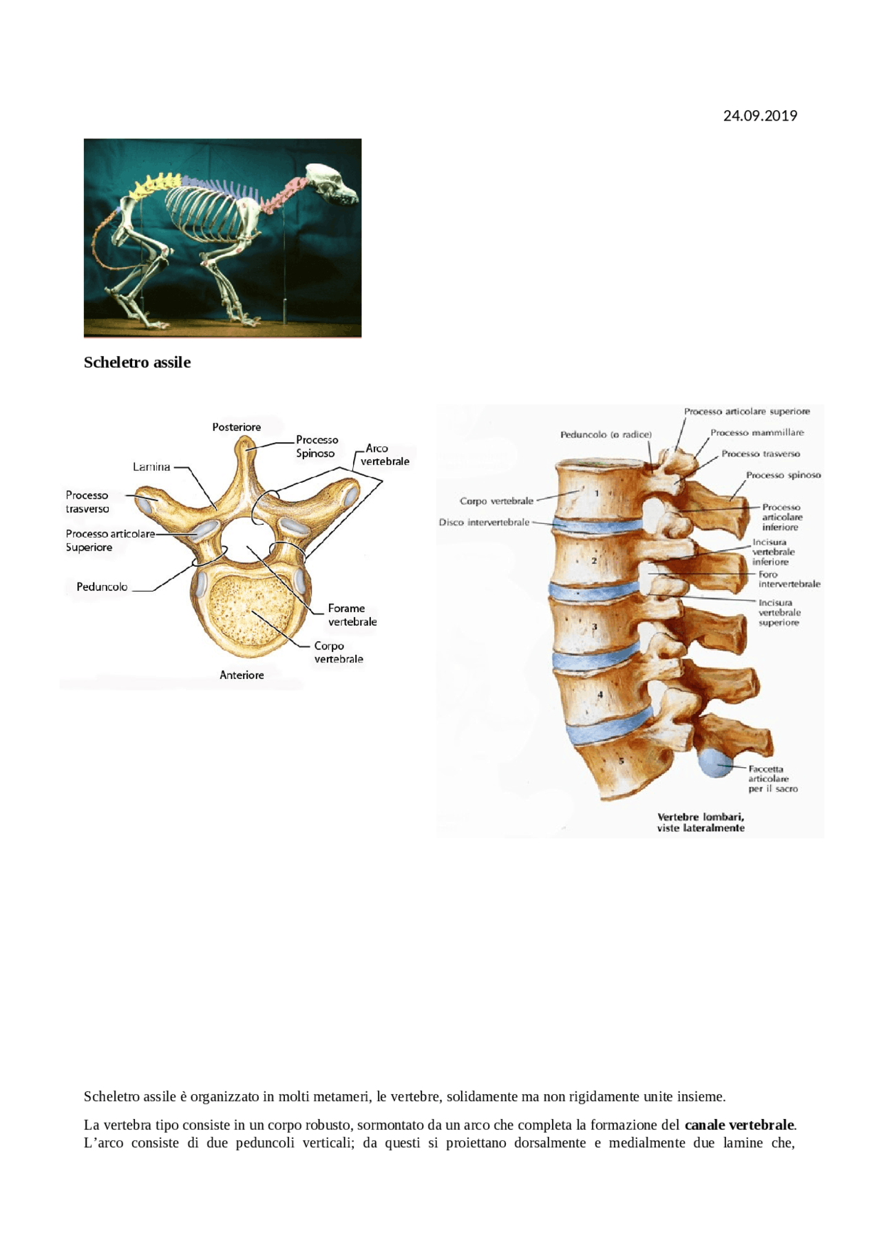 Anatomia scheletro assile e appendicolare - Docsity