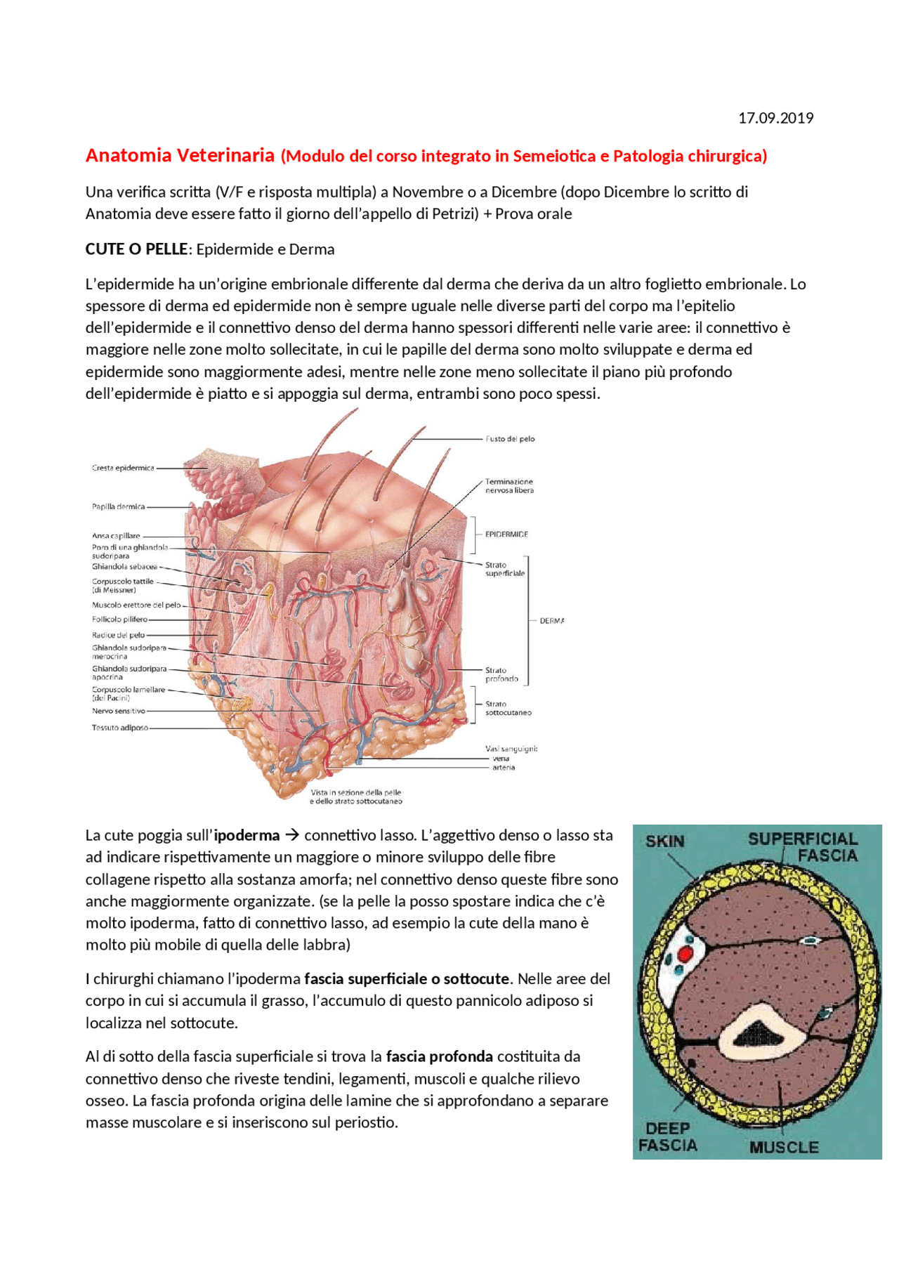 Anatomia della cute e dell'osso | Appunti di Anatomia | Docsity