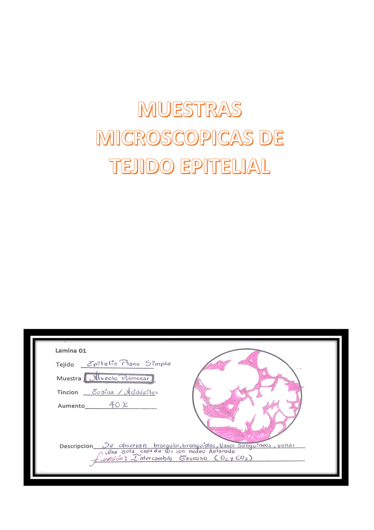 Tejido Epitelial Muestras Microscopicas Docsity