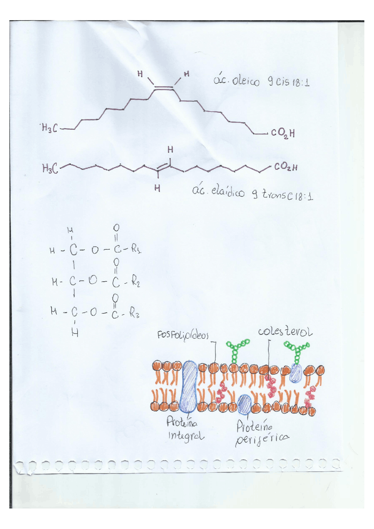 Membrana Plasmática Esquema Docsity