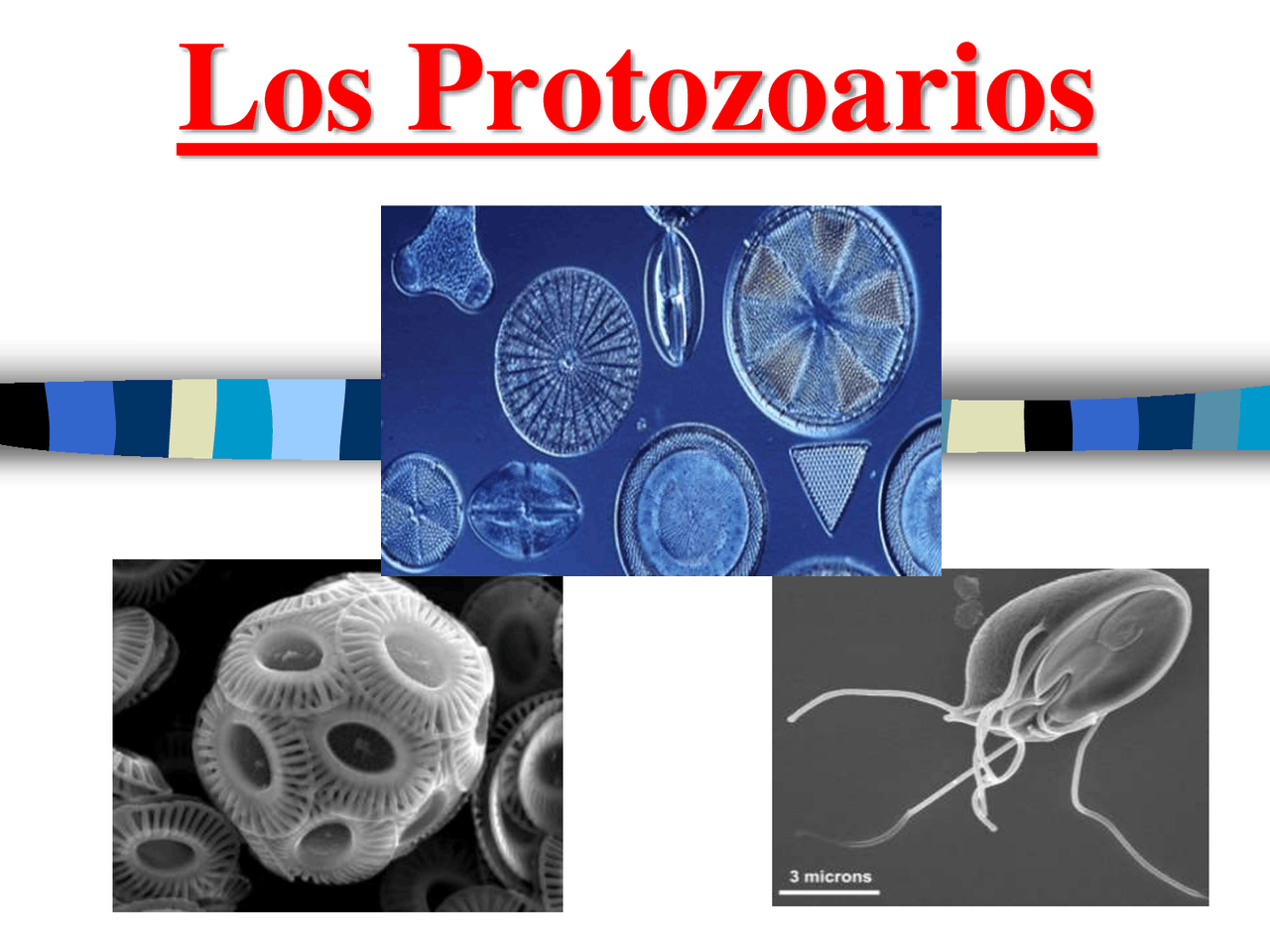 Protozoarios clasificacion - Docsity