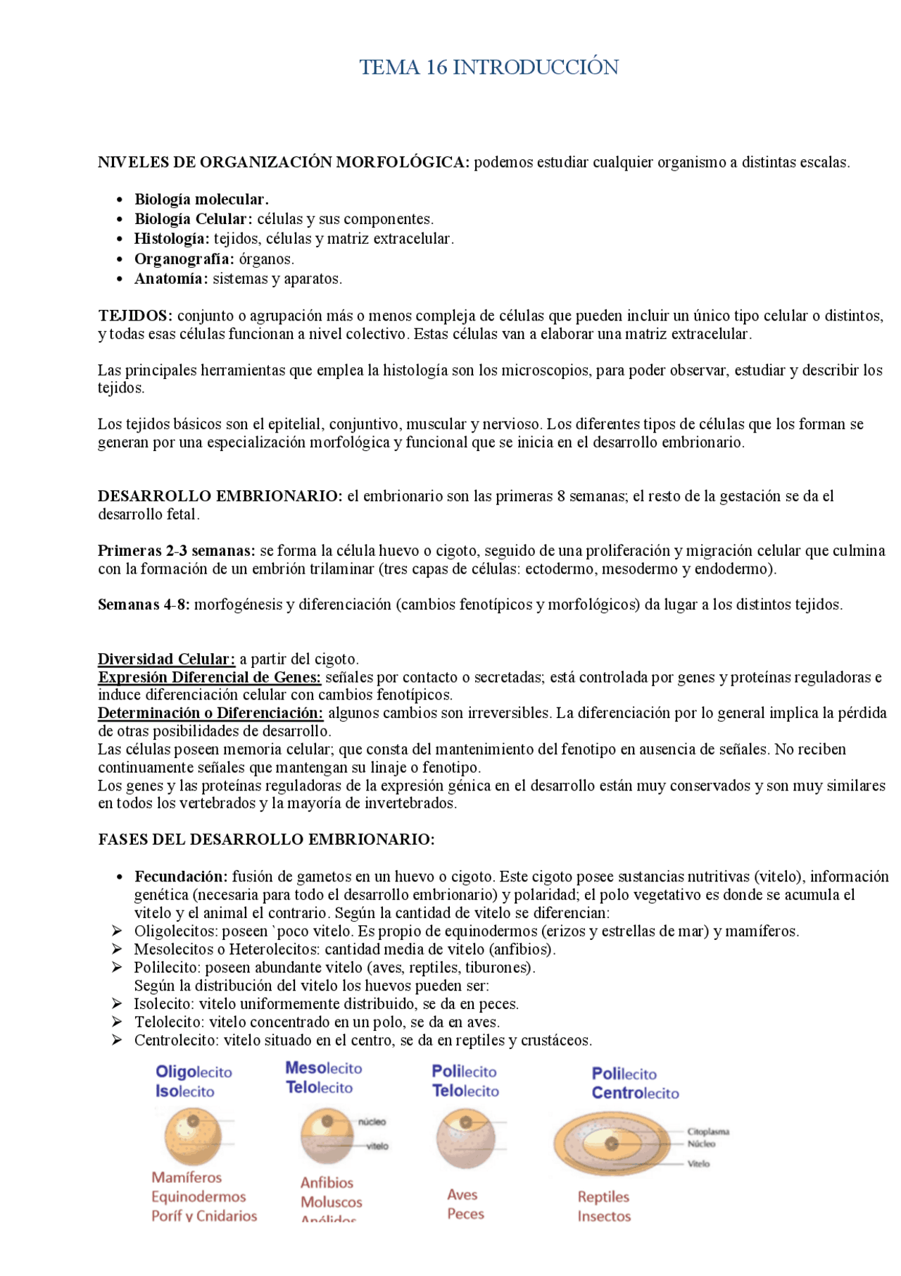 Tema 16 Embriología Apuntes De Histología Docsity