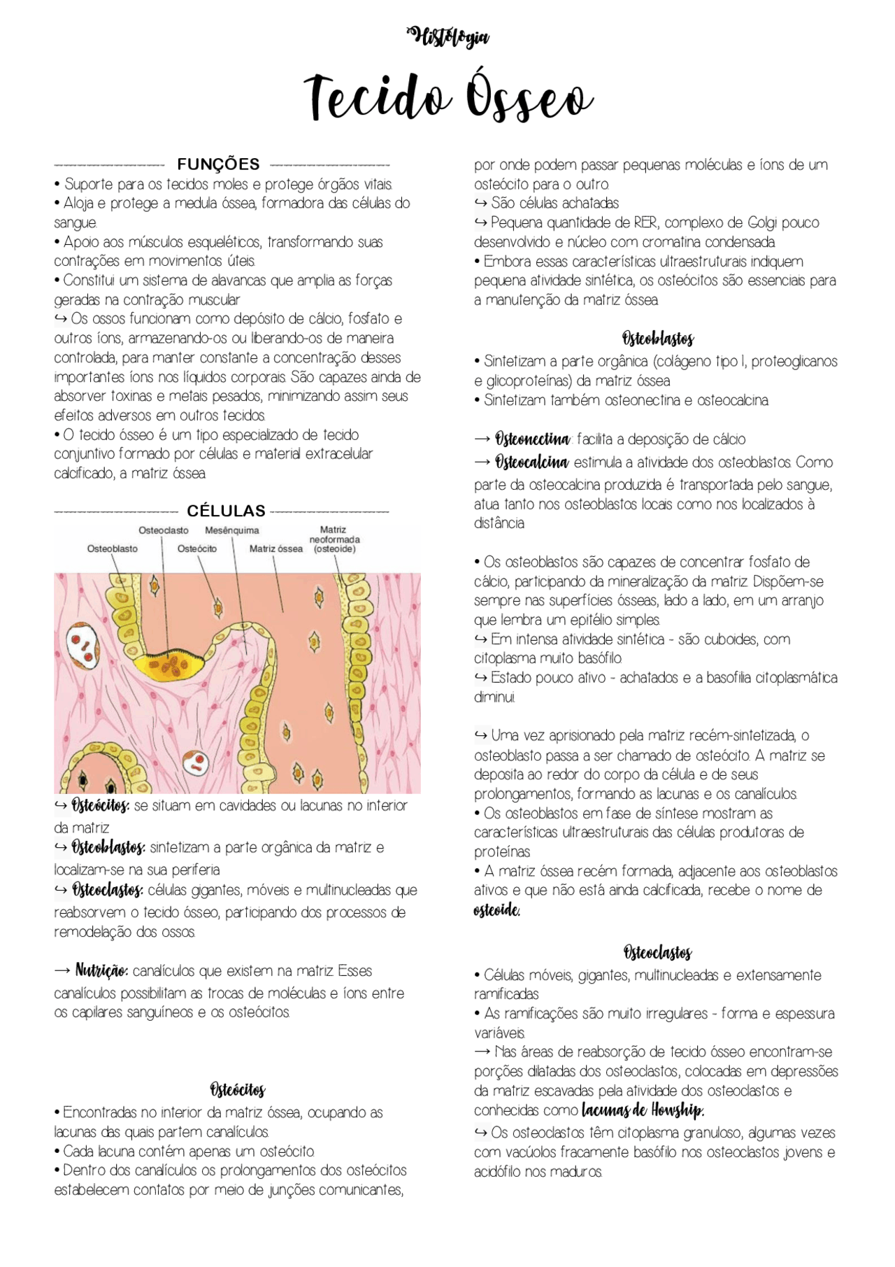 Tecido Ósseo Resumo Docsity