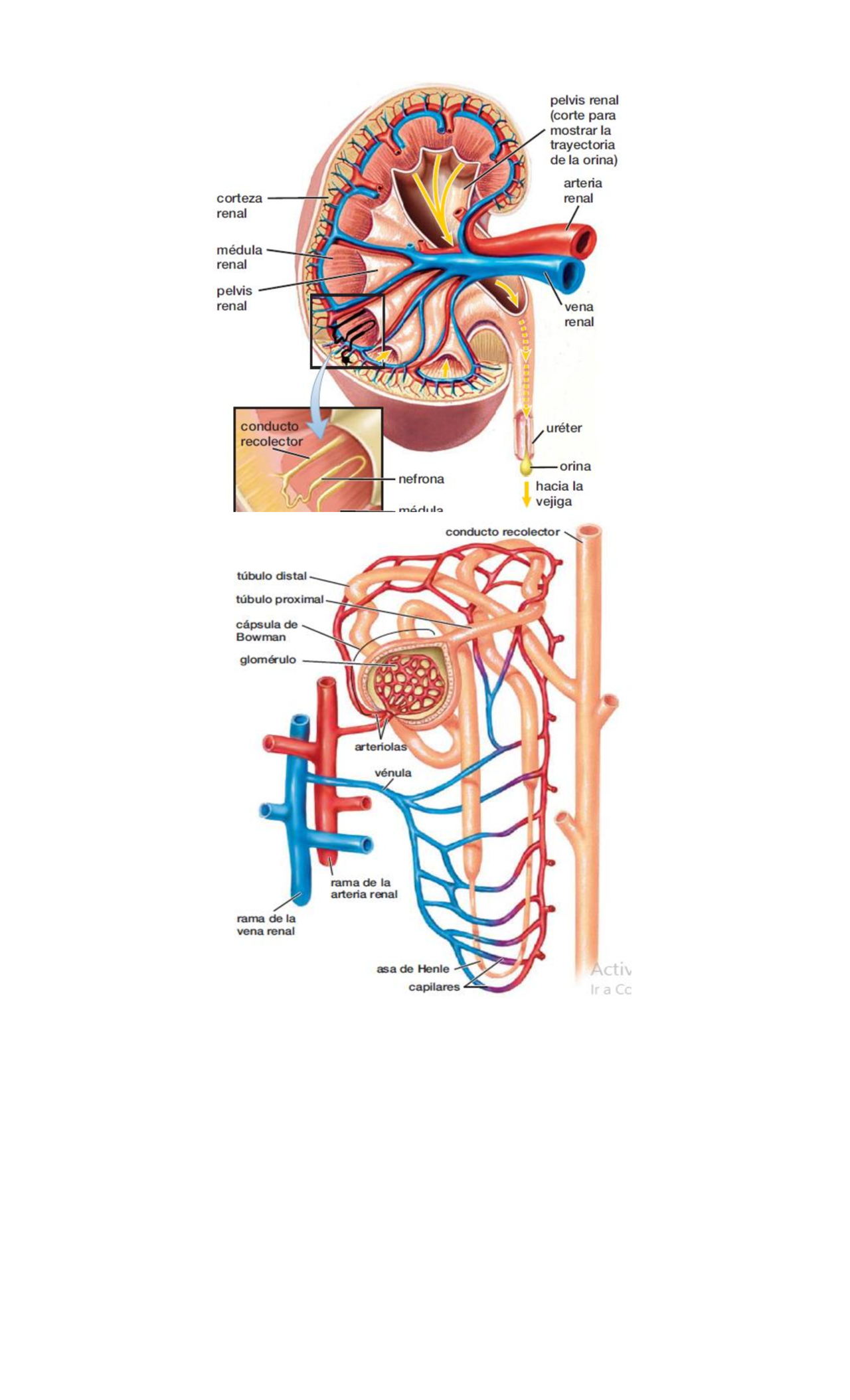 Glandulas Endocrinas Y Hormonas Docsity