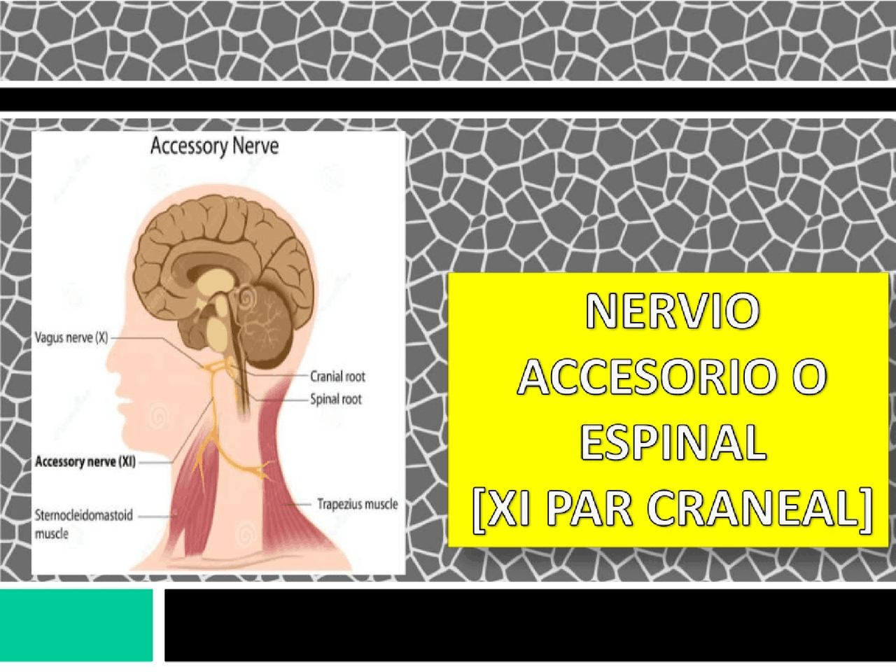 Pares Craneales Xi Y Xiipdf Docsity