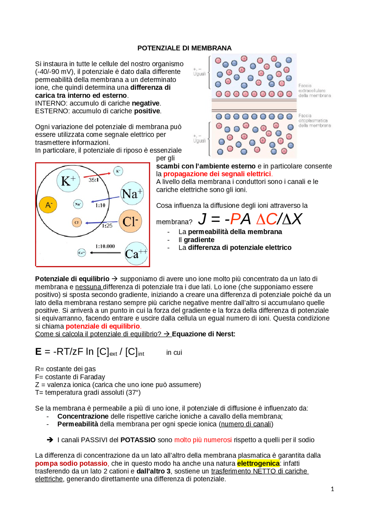 Potenziale Di Membrana Fisiologia Appunti Di Fisiologia Umana Docsity