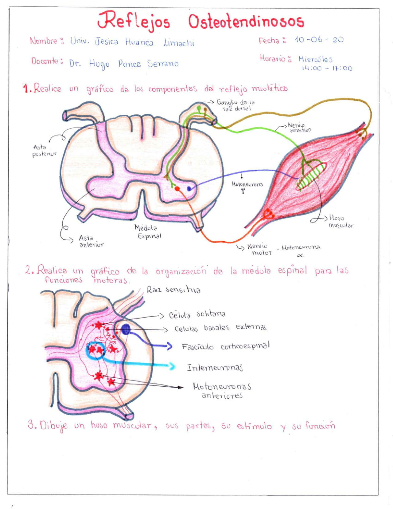 Reflejos osteotendinosos | Resúmenes de Fisiología Humana | Docsity