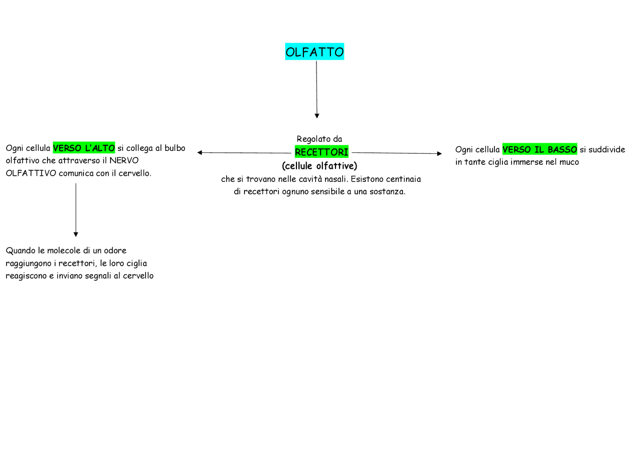 MAPPA CONCETTUALE SENSO DELL'OLFATTO - Docsity