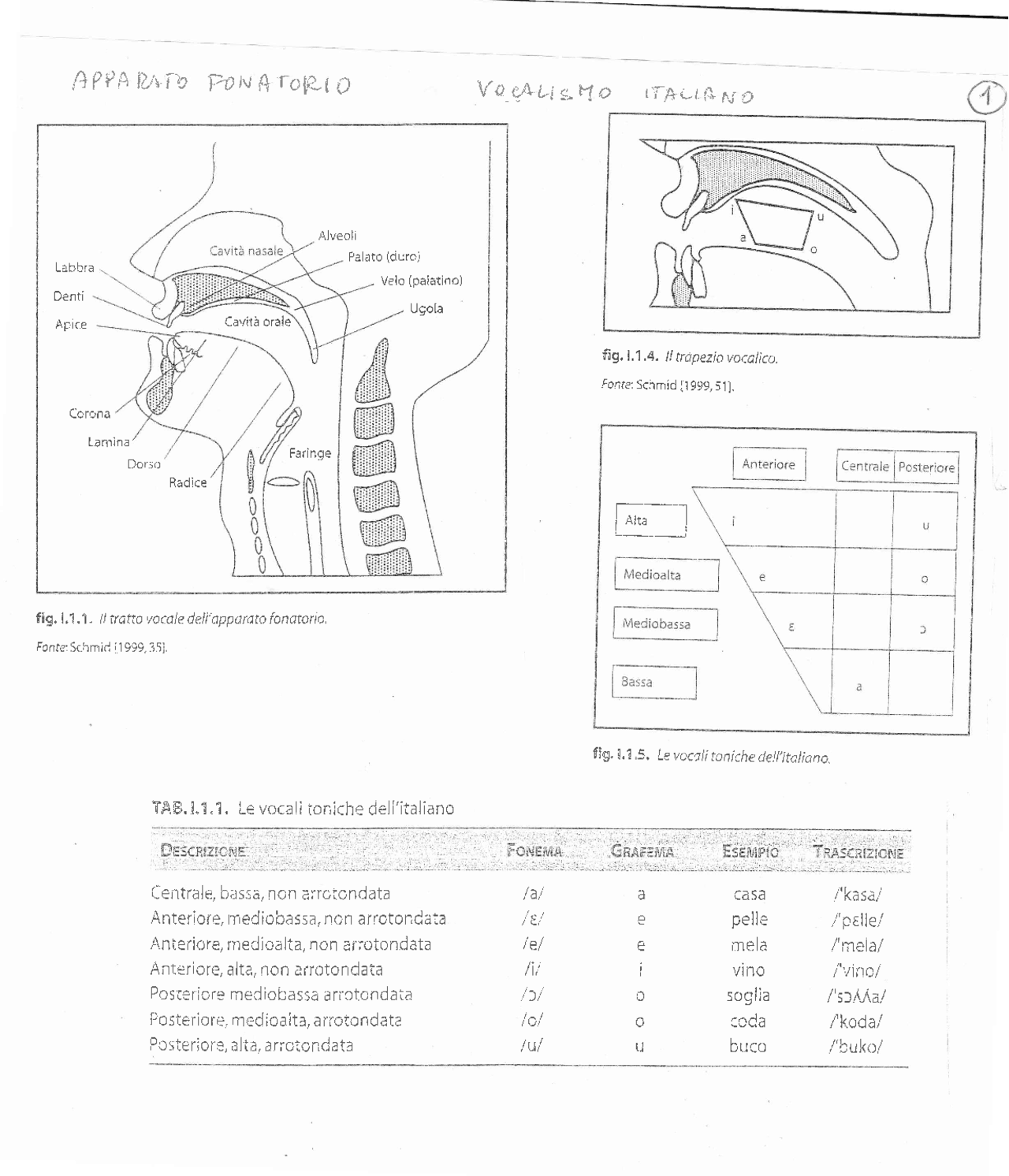 Fonetica E Fonologia Docsity