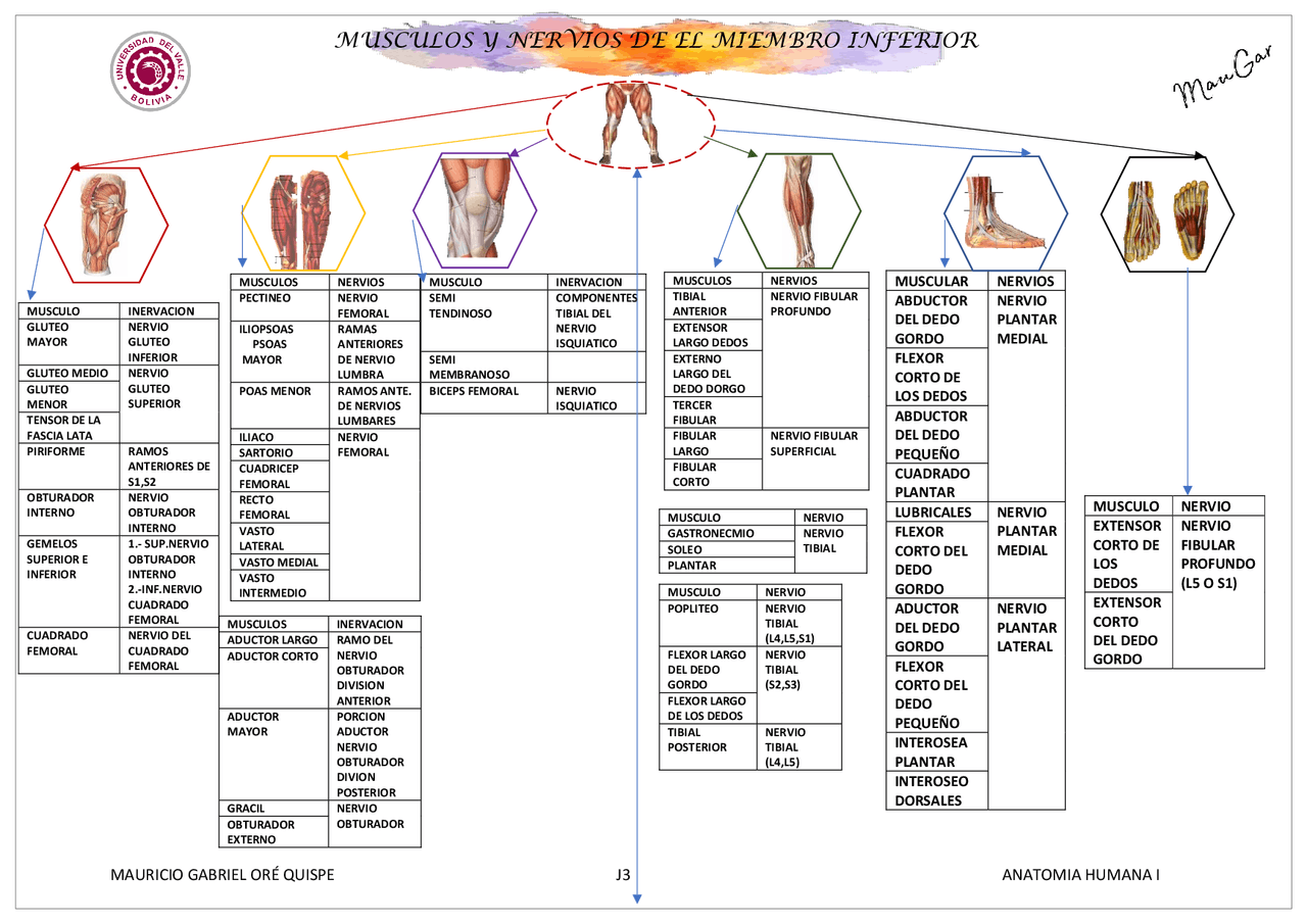 MUSCULOS DE MIEMBROS INFERIORES POR REGIONES | Esquemas y mapas ...