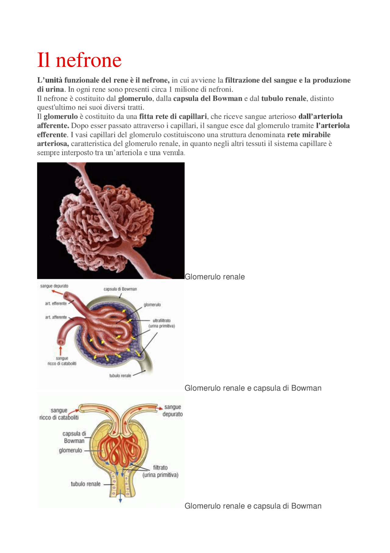 Il Nefrone: l'unità funzionale del rene - Docsity