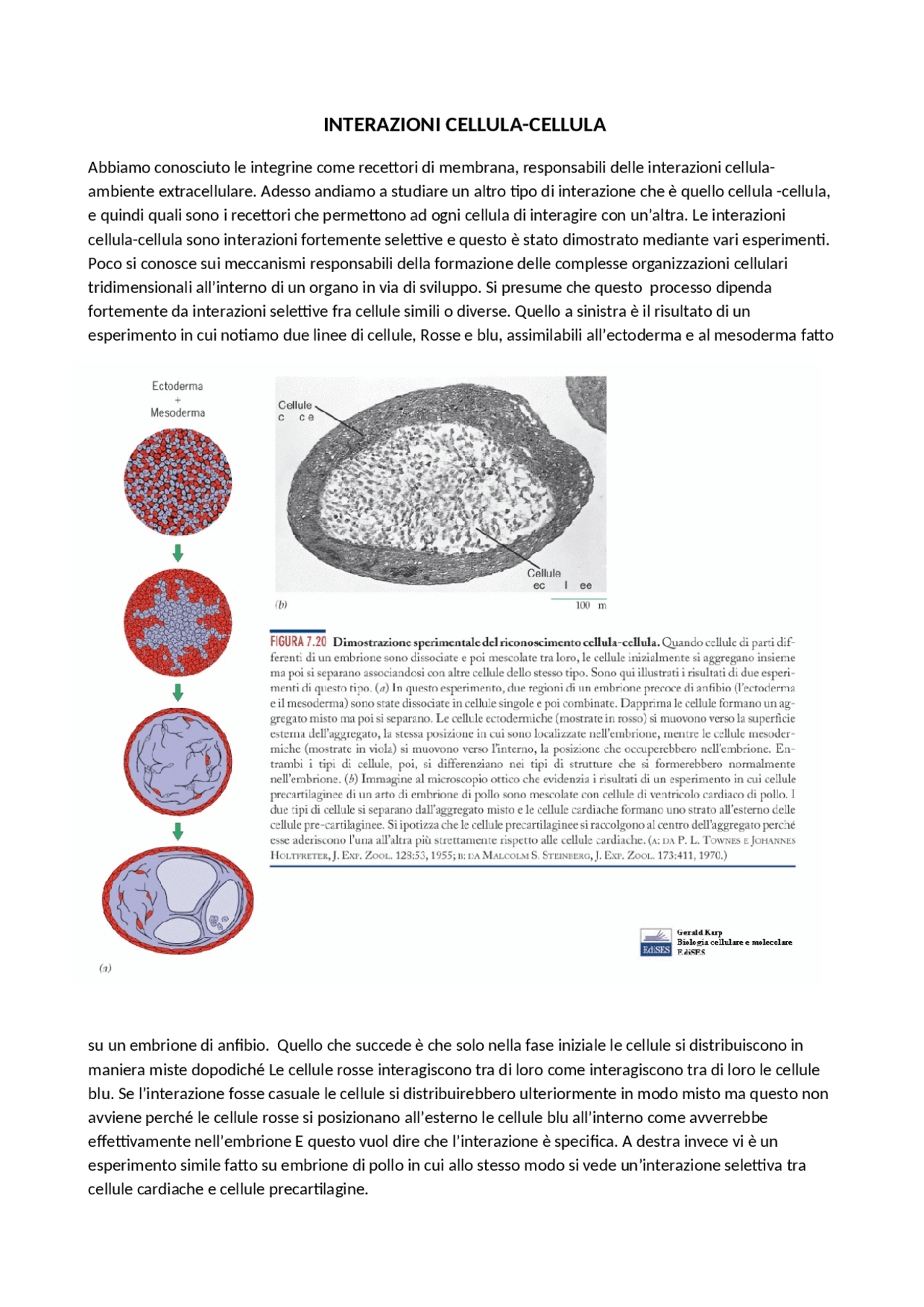 Interazioni cellula-cellula | Appunti di Biologia Cellulare | Docsity