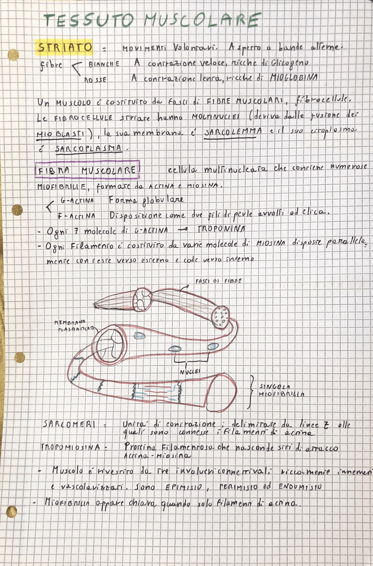 Tessuto Muscolare Riassunto Docsity