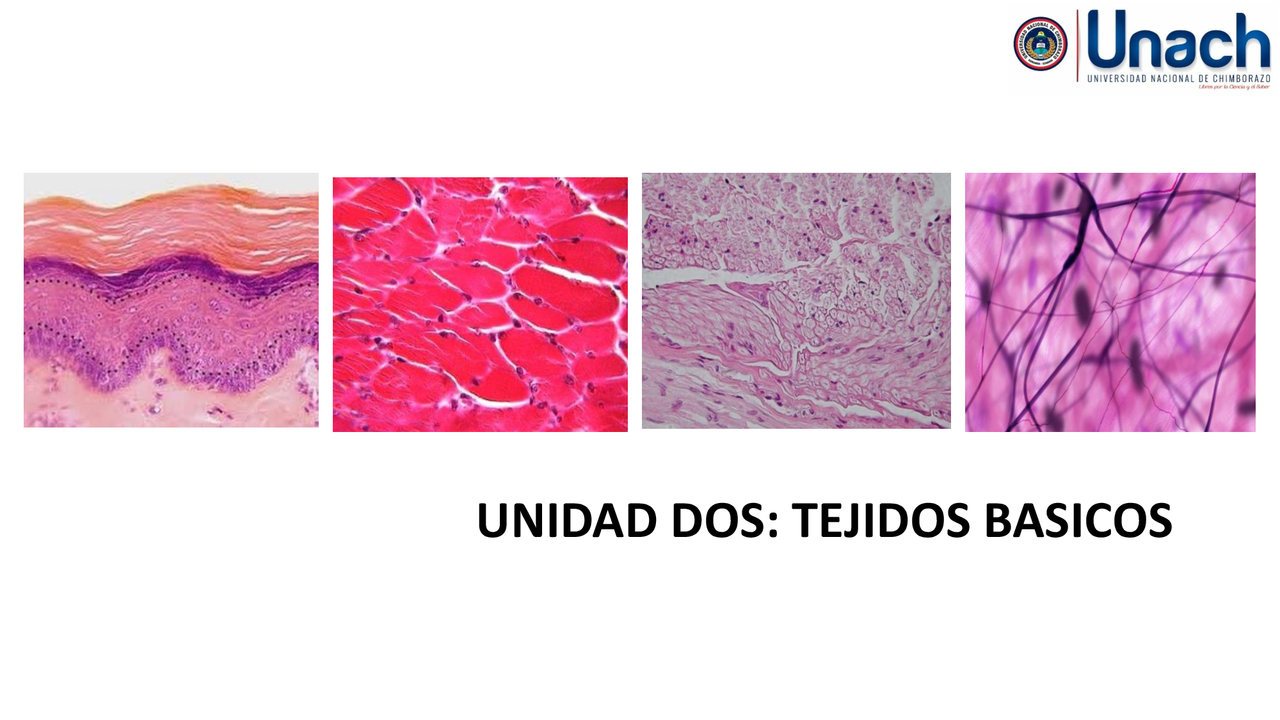 CLASIFICACIÓN DE TEJIDOS - Docsity