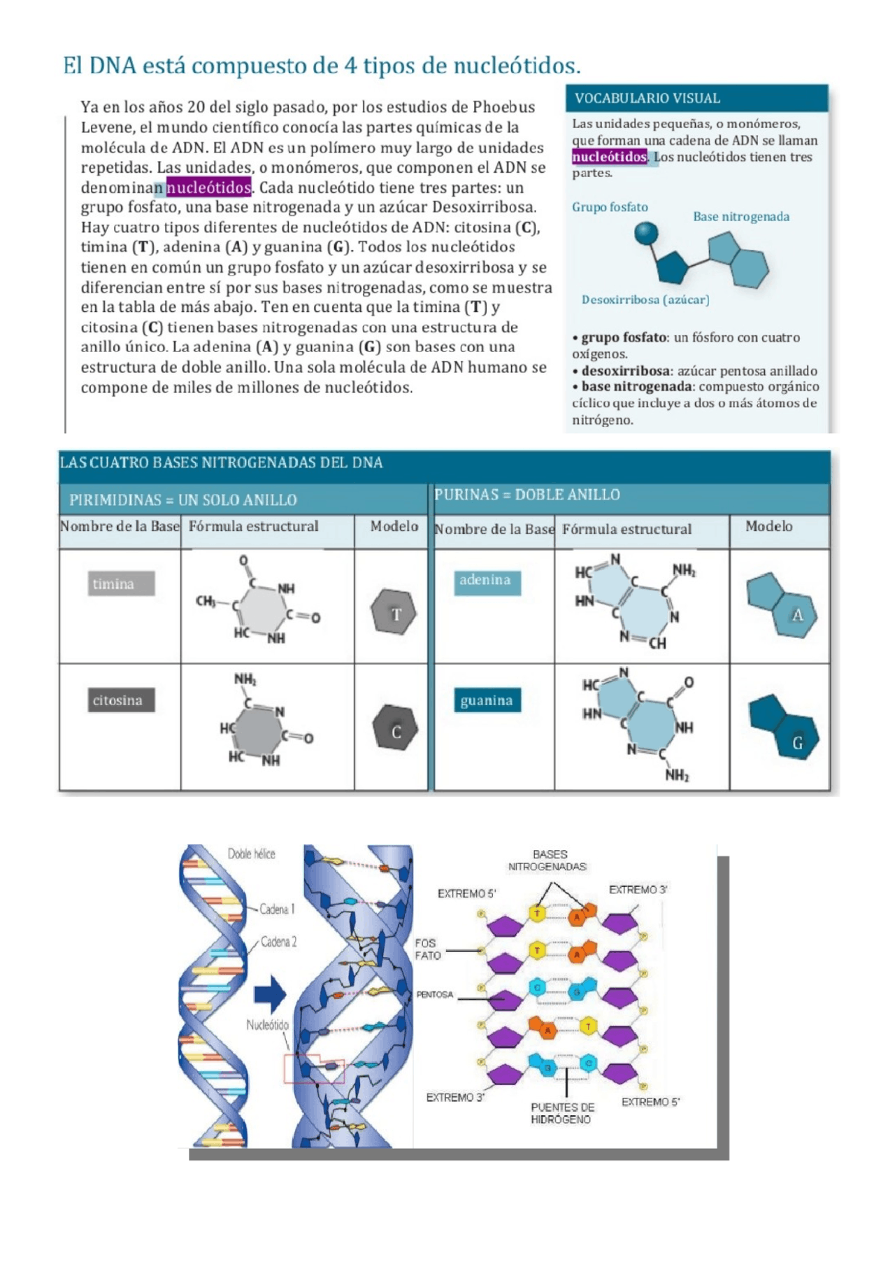Conceptos básicos del ADN - Docsity