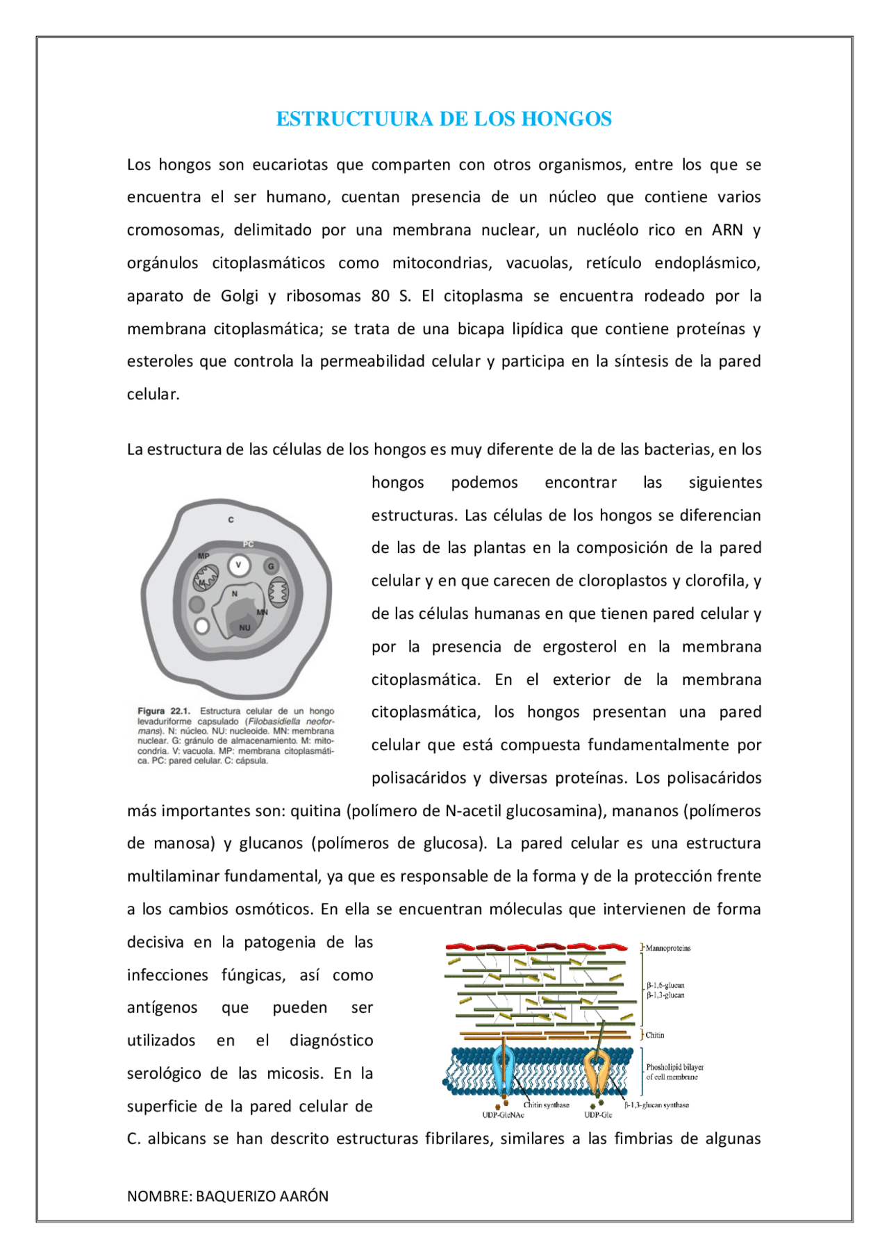 ESTRUCTURA DE LOS HONGOS | Guías, Proyectos, Investigaciones de ...