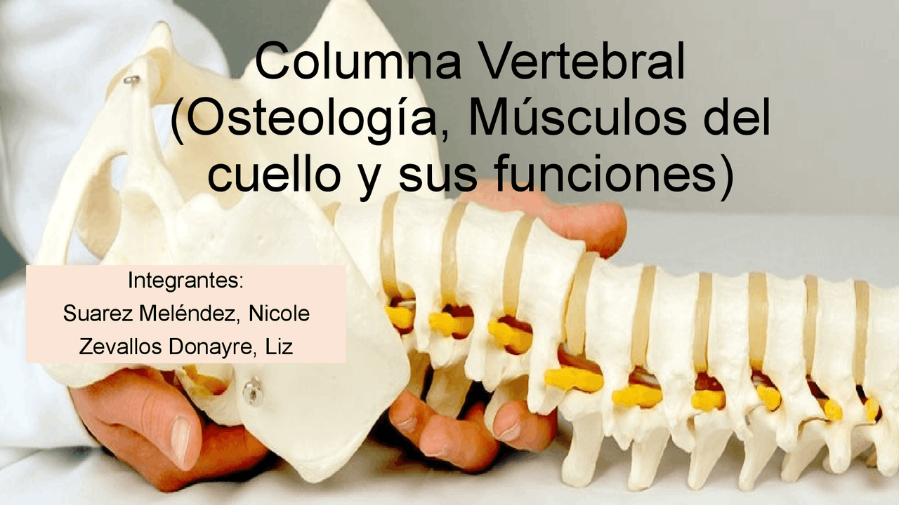 Músculos Del Cuello Columna Vertebral Diapositivas De Anatomía Docsity