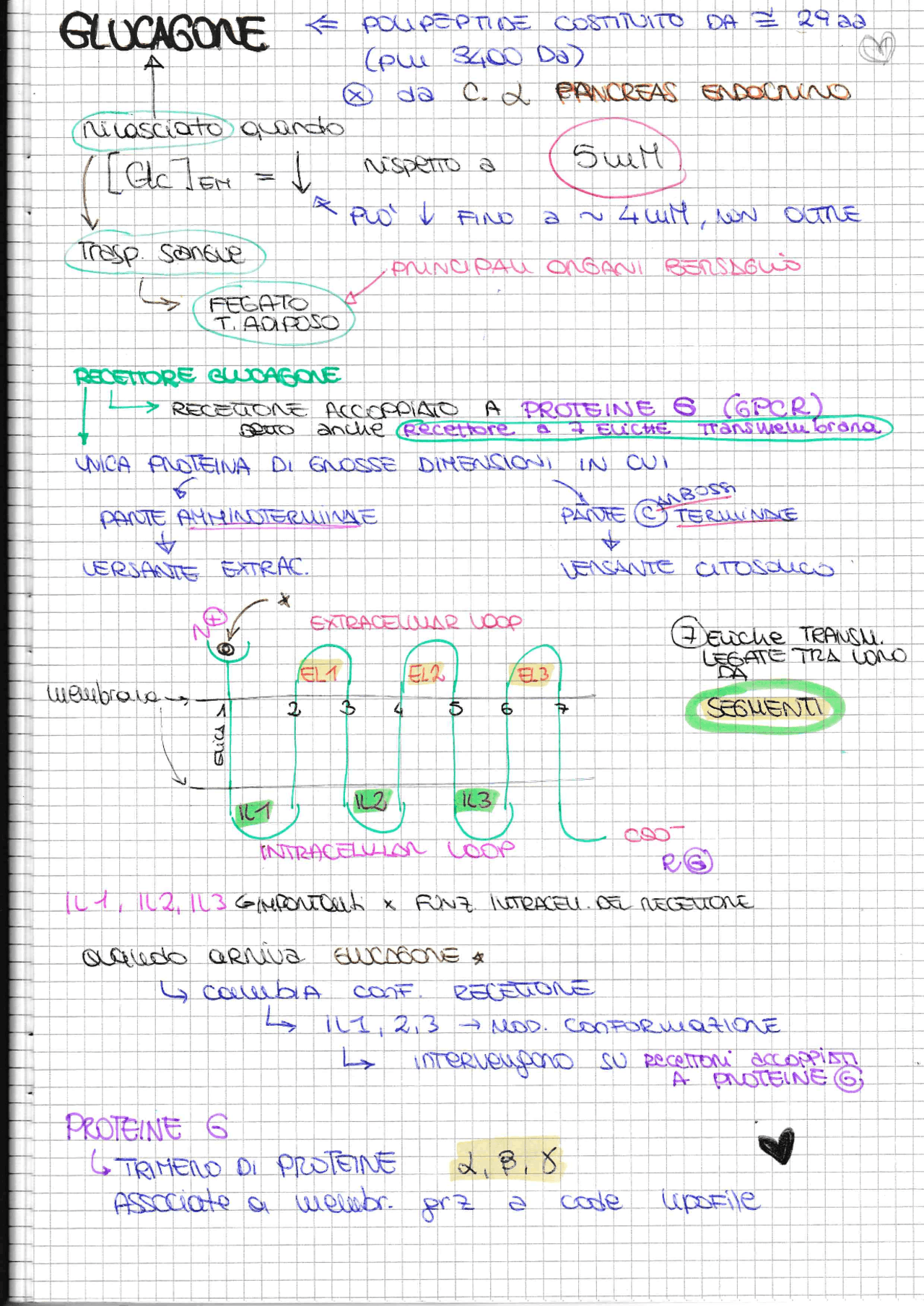 Appunti Sul Glucagone Docsity