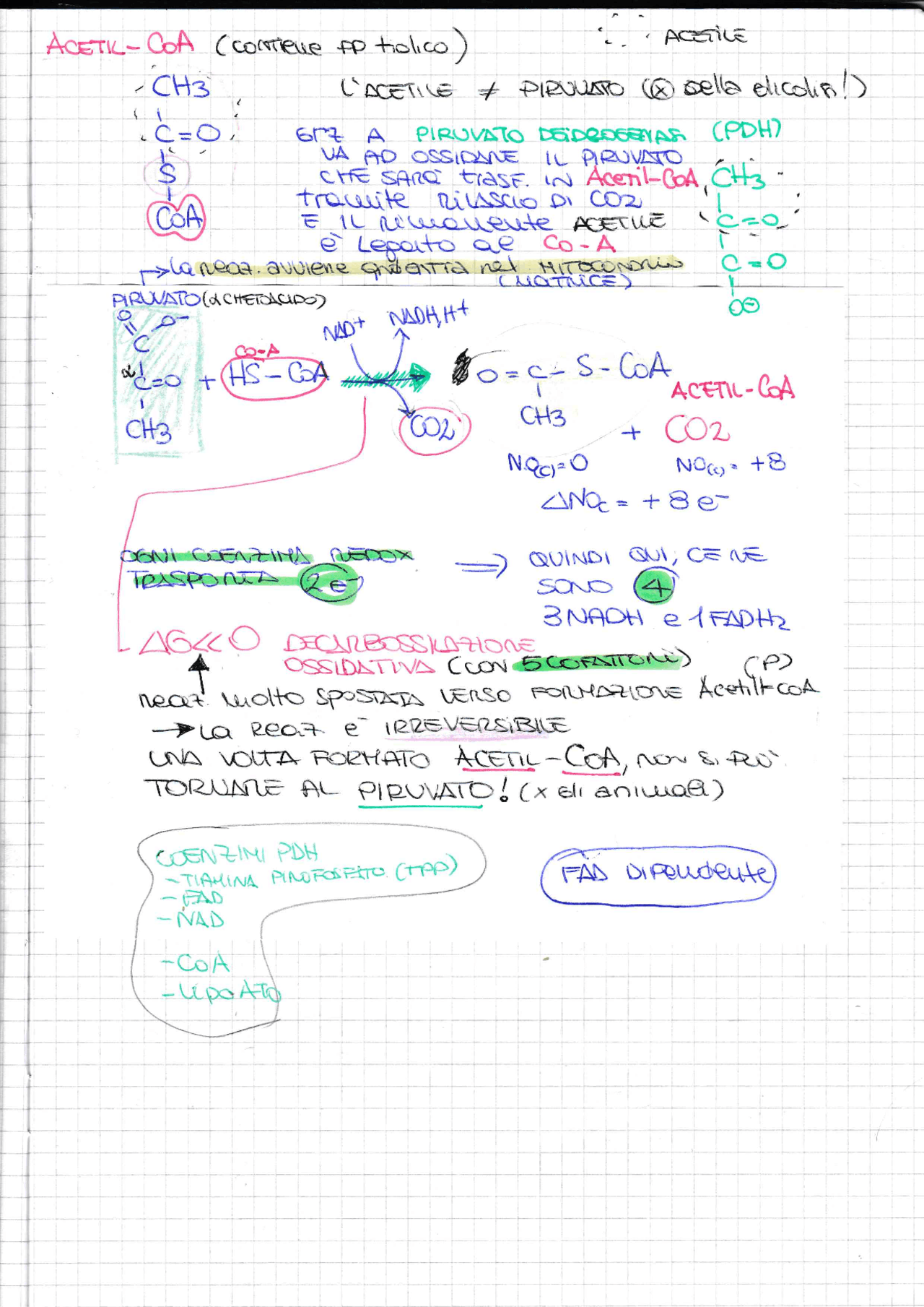 Appunti Ciclo Di Krebs Docsity